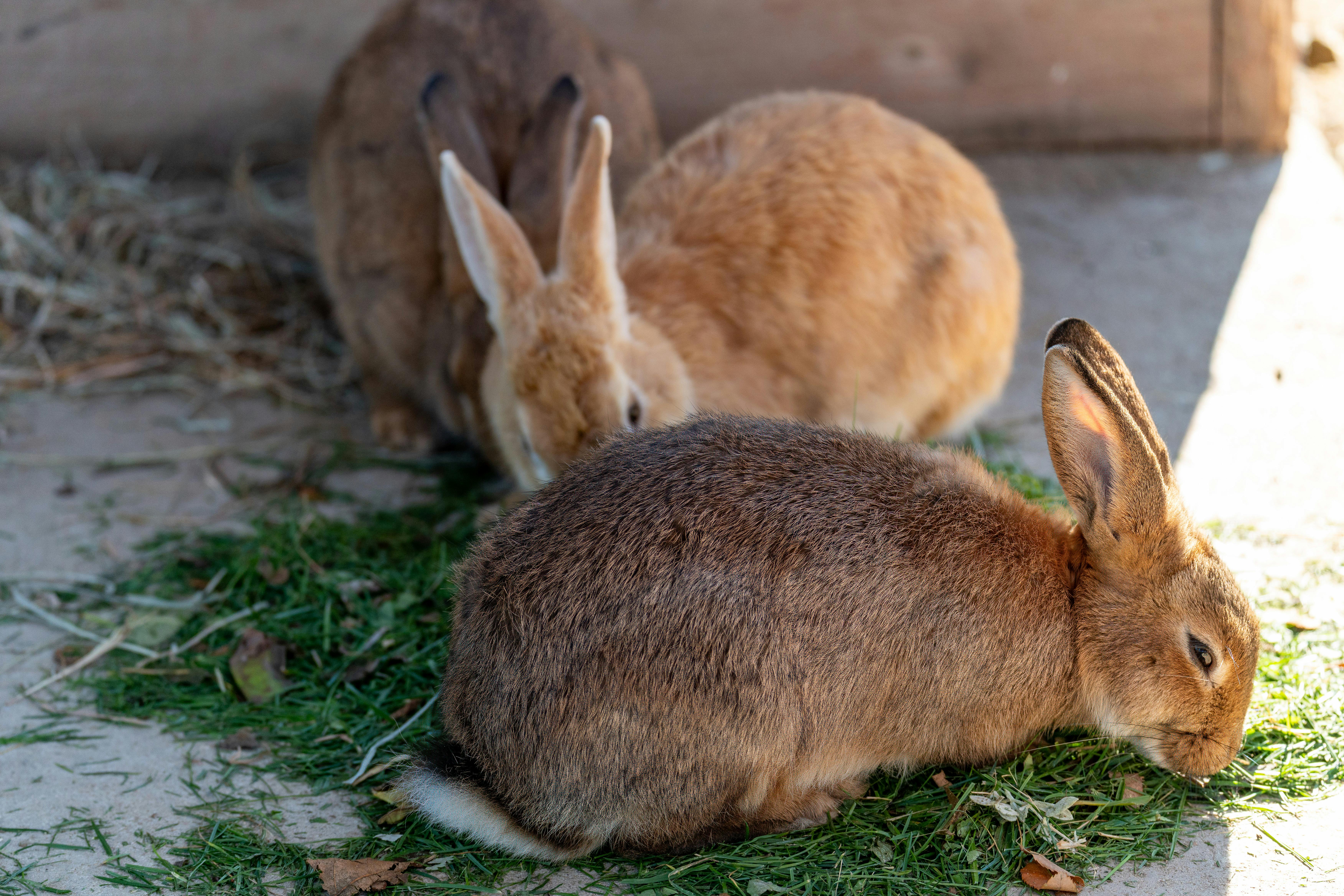 Rabbits Photos, Download The BEST Free Rabbits Stock Photos & HD Images