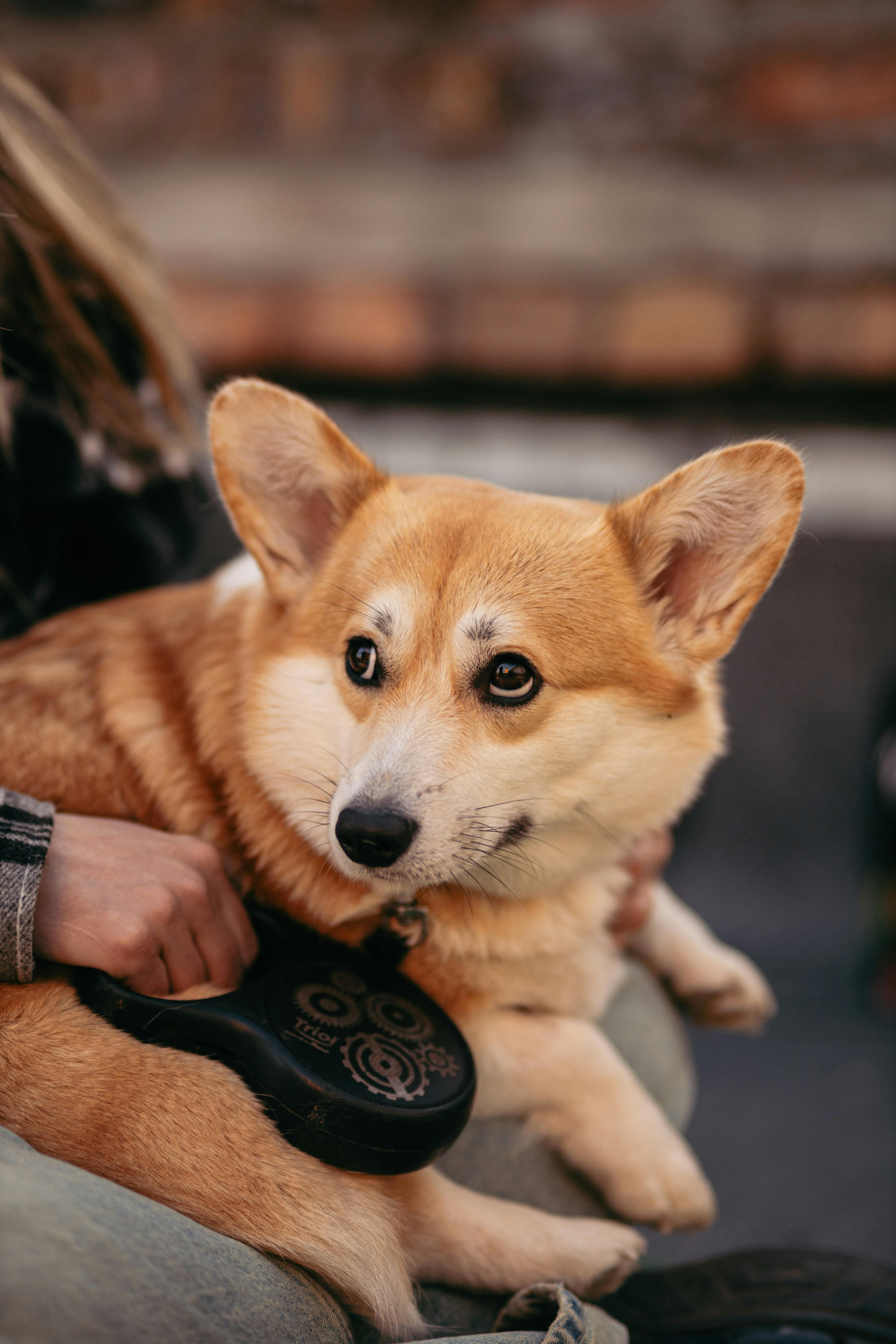 Hell Background Photos, Download The BEST Free Hell Background Stock ...