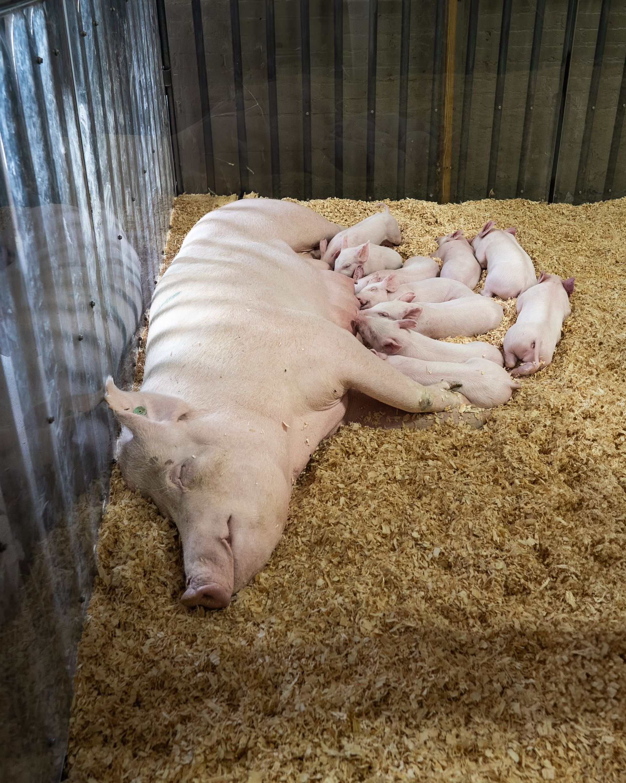 Mother Pig with Piglets in Barn Interior · Free Stock Photo