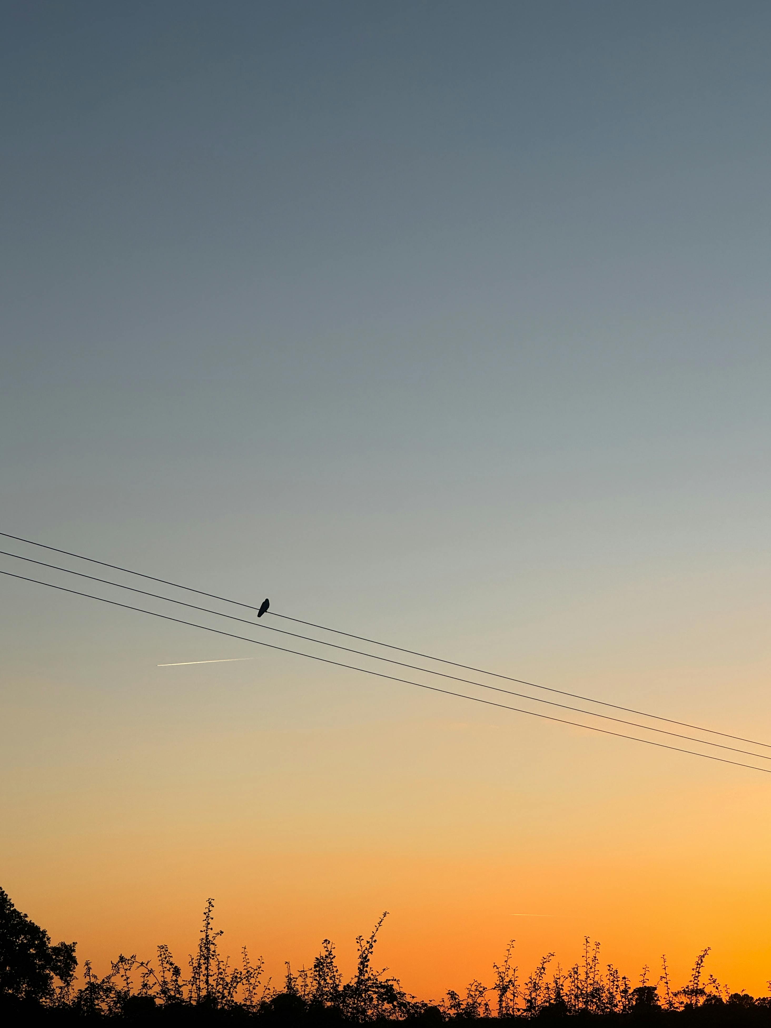 Wire Photos, Download The BEST Free Wire Stock Photos & HD Images