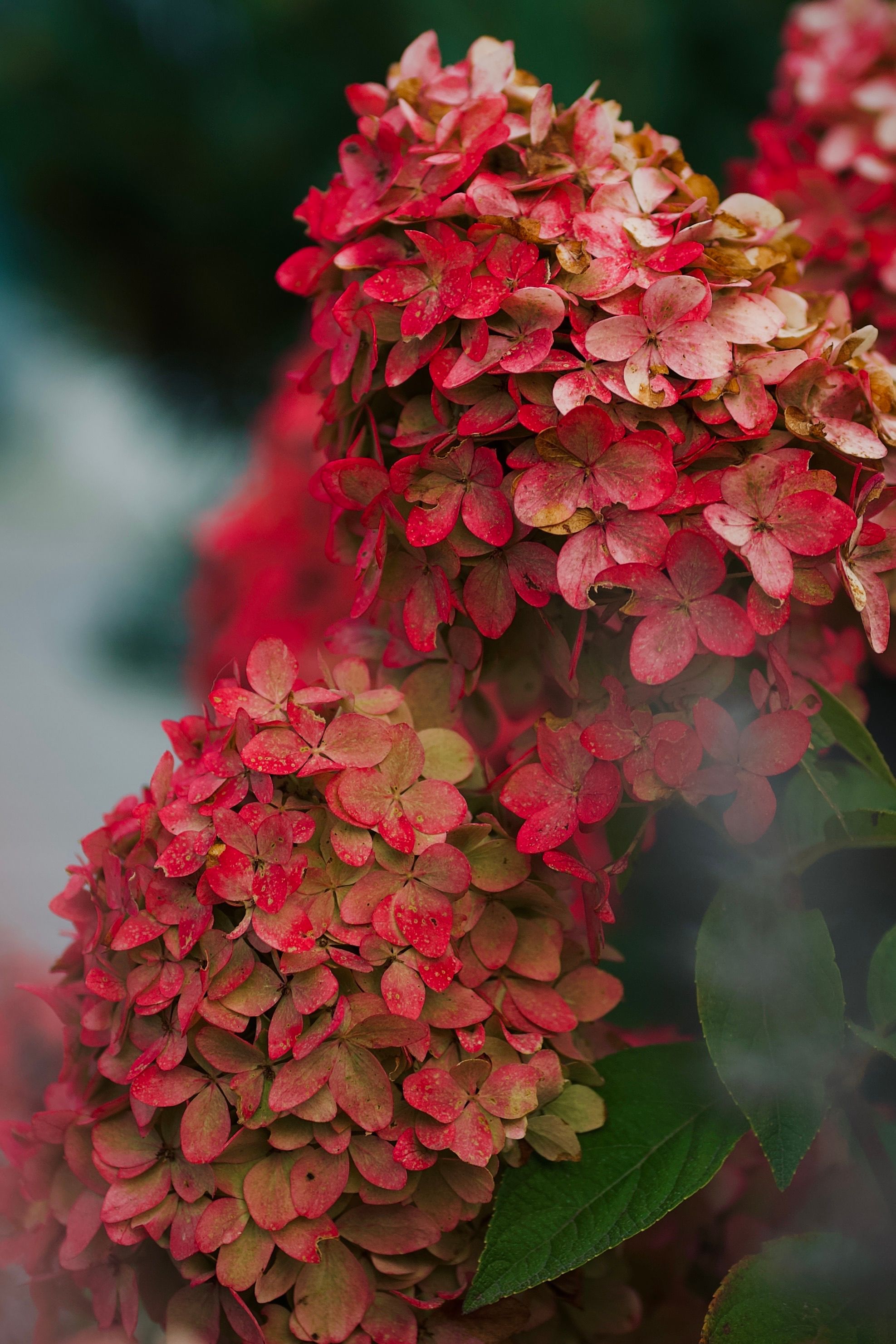 Vibrant Red Hydrangea Blossoms in Autumn Garden · Free Stock Photo