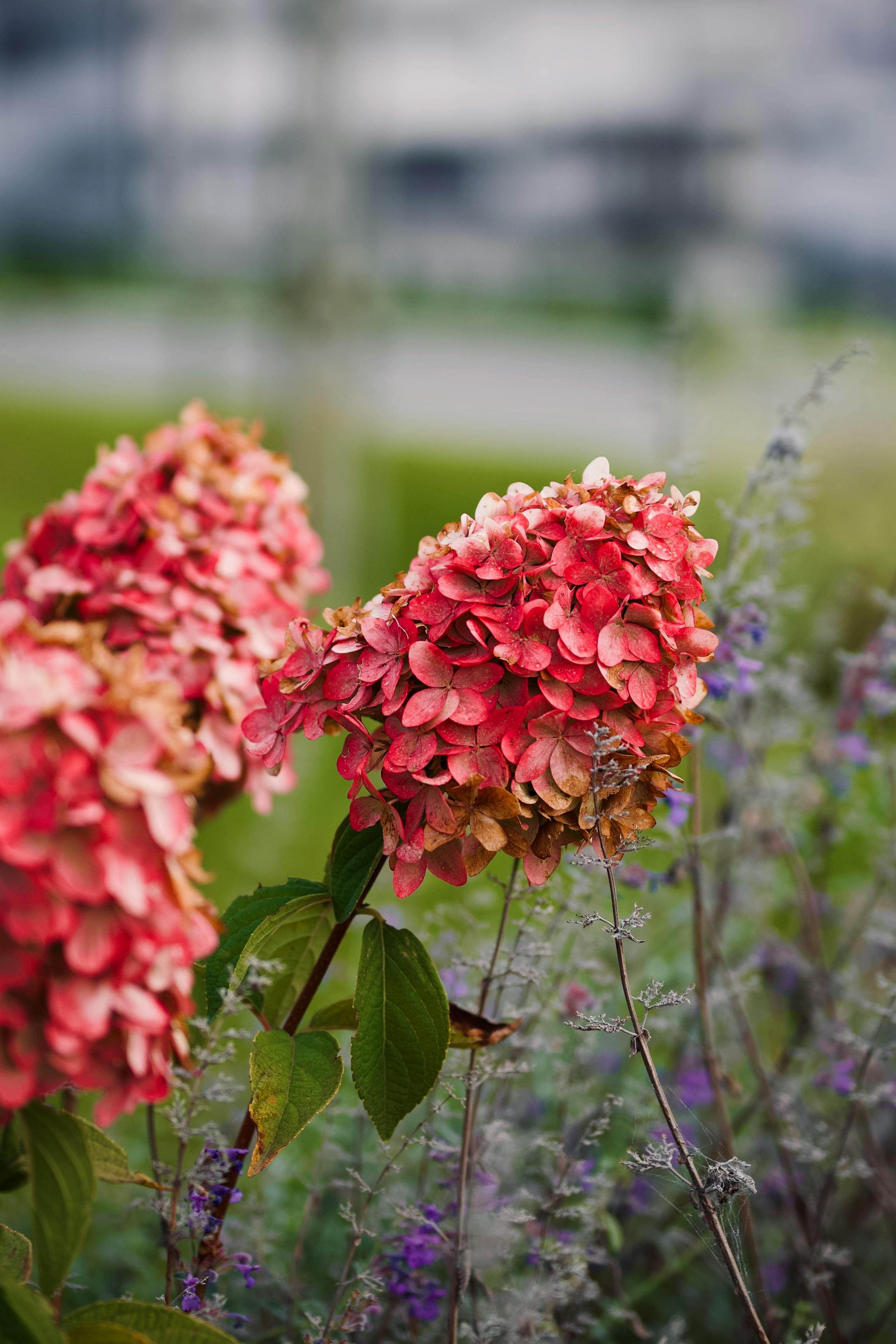 Vibrant Red Hydrangeas in Bloom During Fall · Free Stock Photo