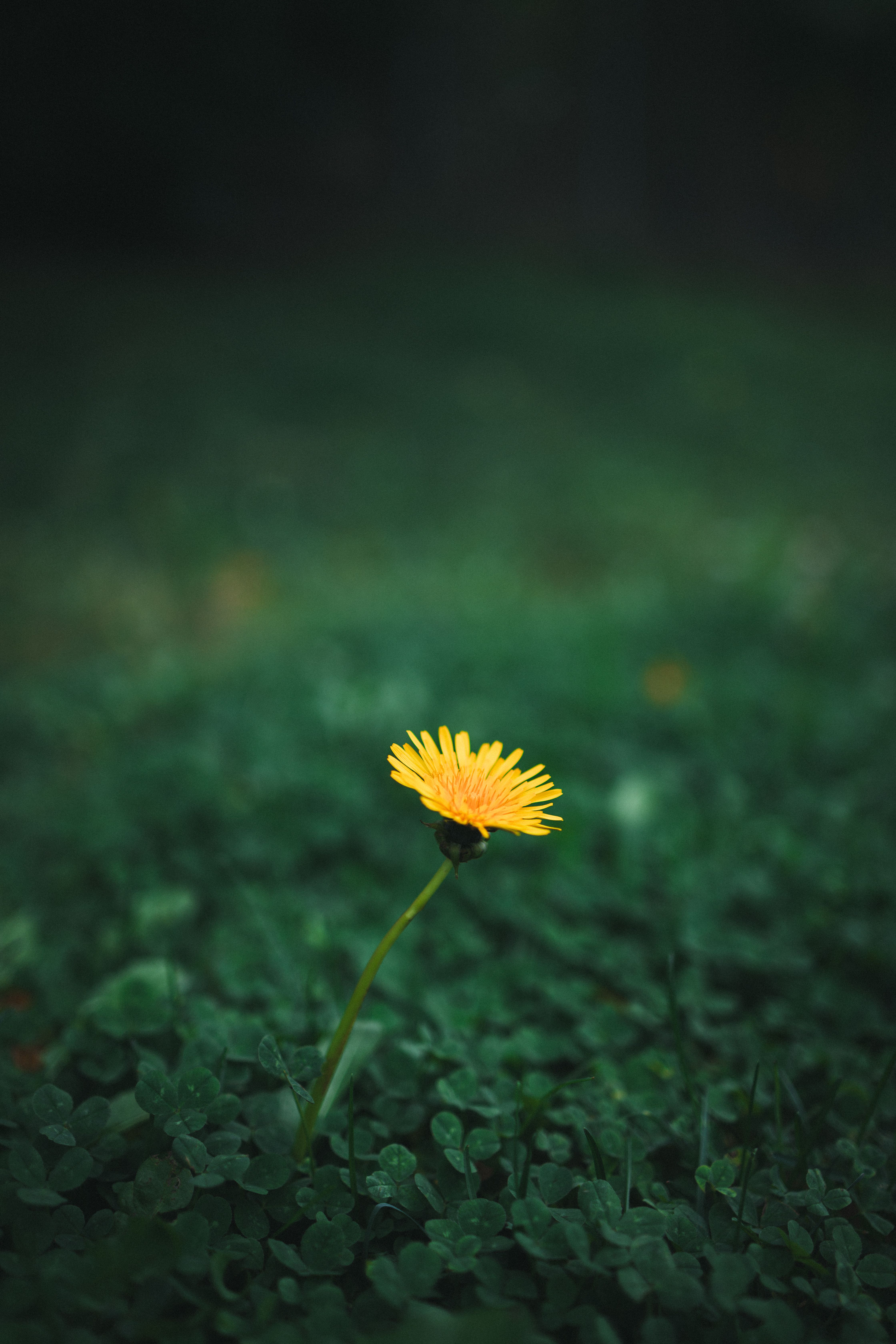 Simple Flower Photos, Download The BEST Free Simple Flower Stock Photos ...