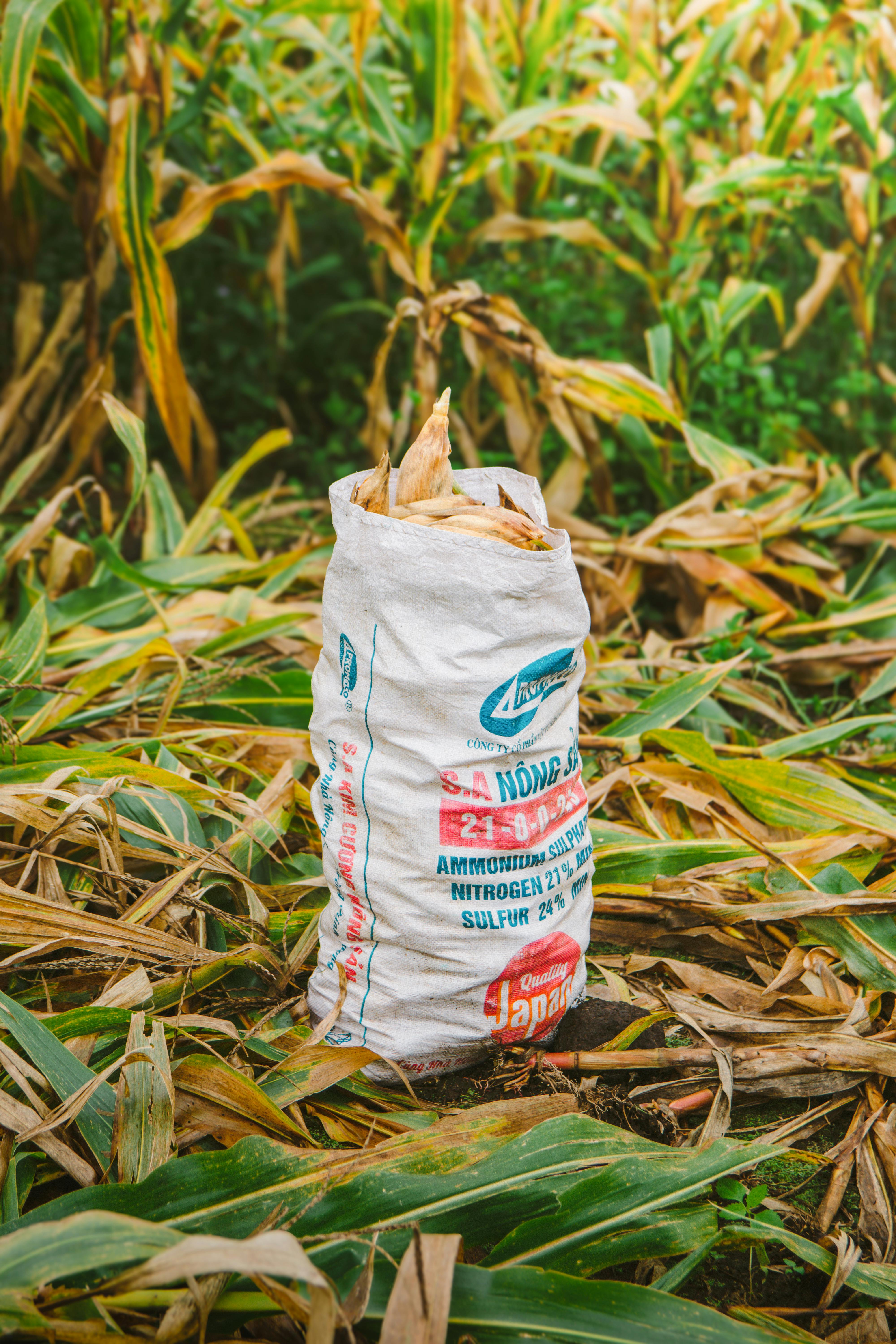 Maize Crop Photos, Download The BEST Free Maize Crop Stock Photos & HD ...