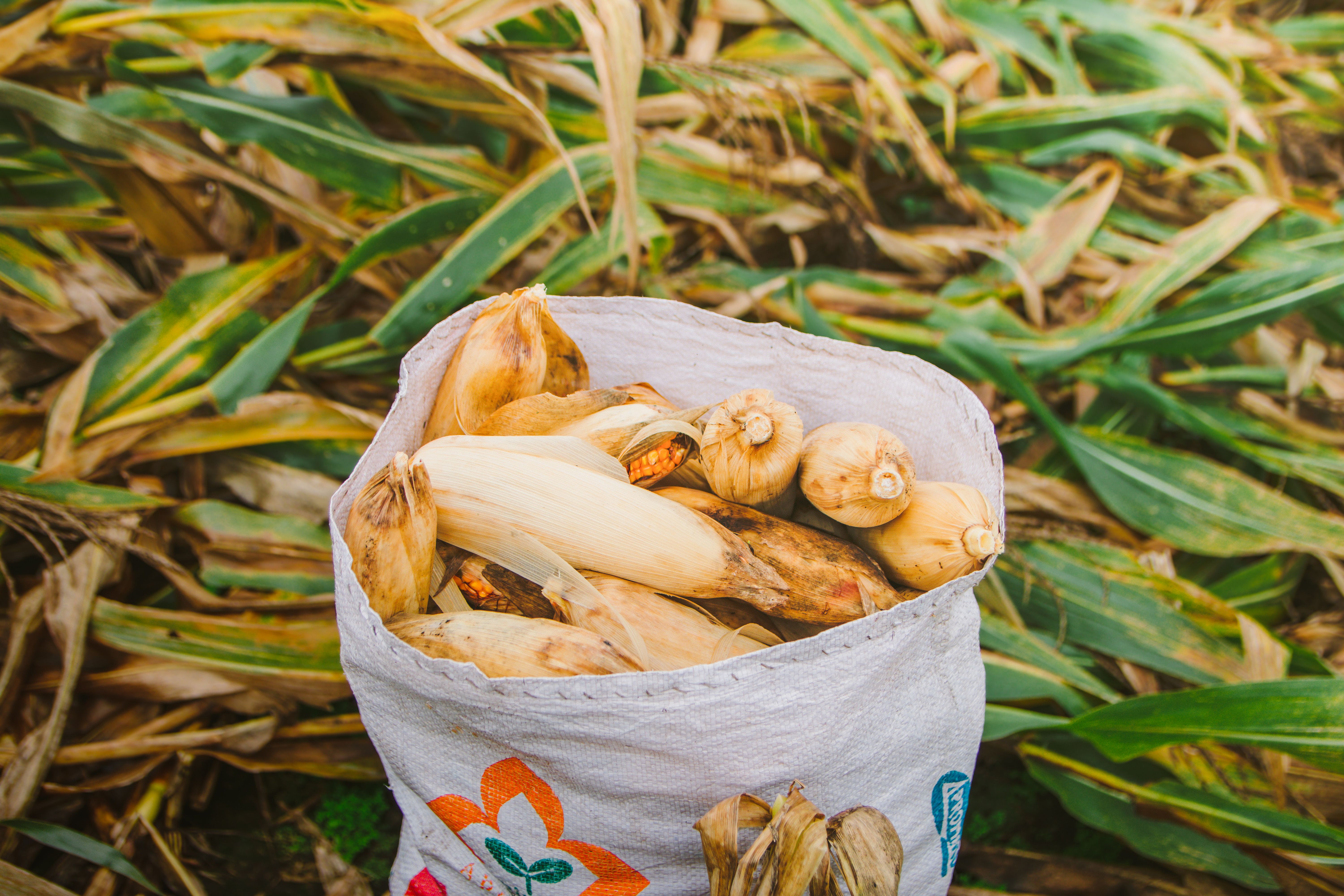 Harvested Corn in Bag on Vietnamese Farm · Free Stock Photo