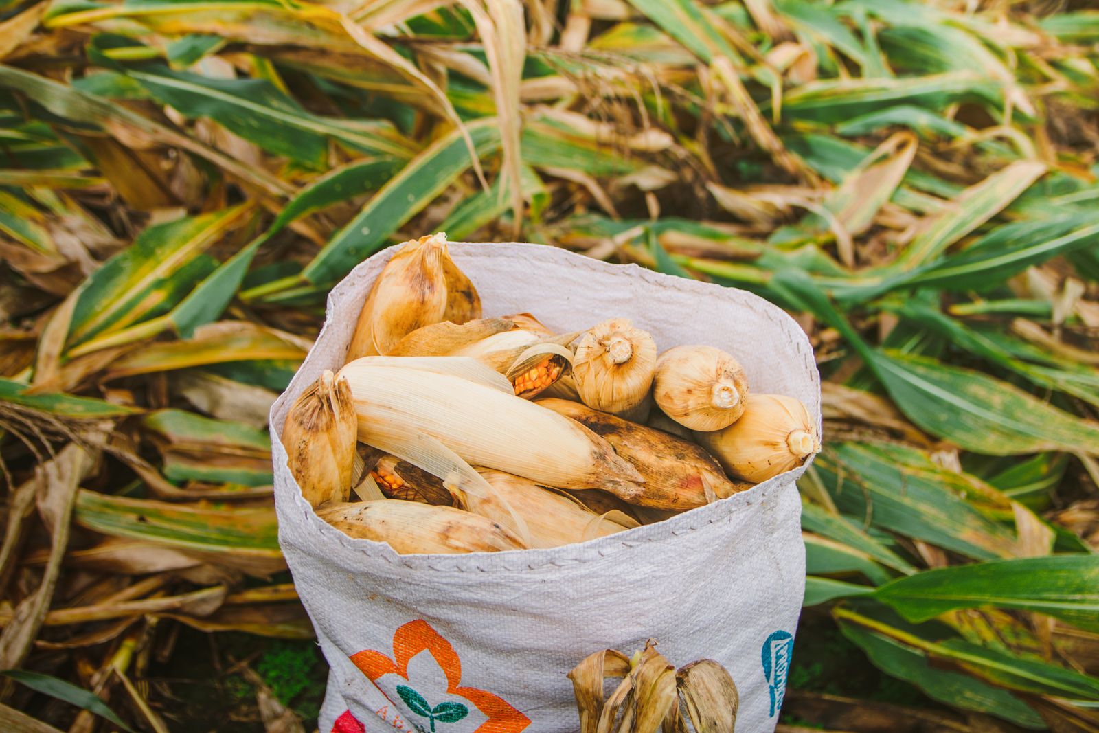 Corn Husk Photos, Download The BEST Free Corn Husk Stock Photos & HD Images
