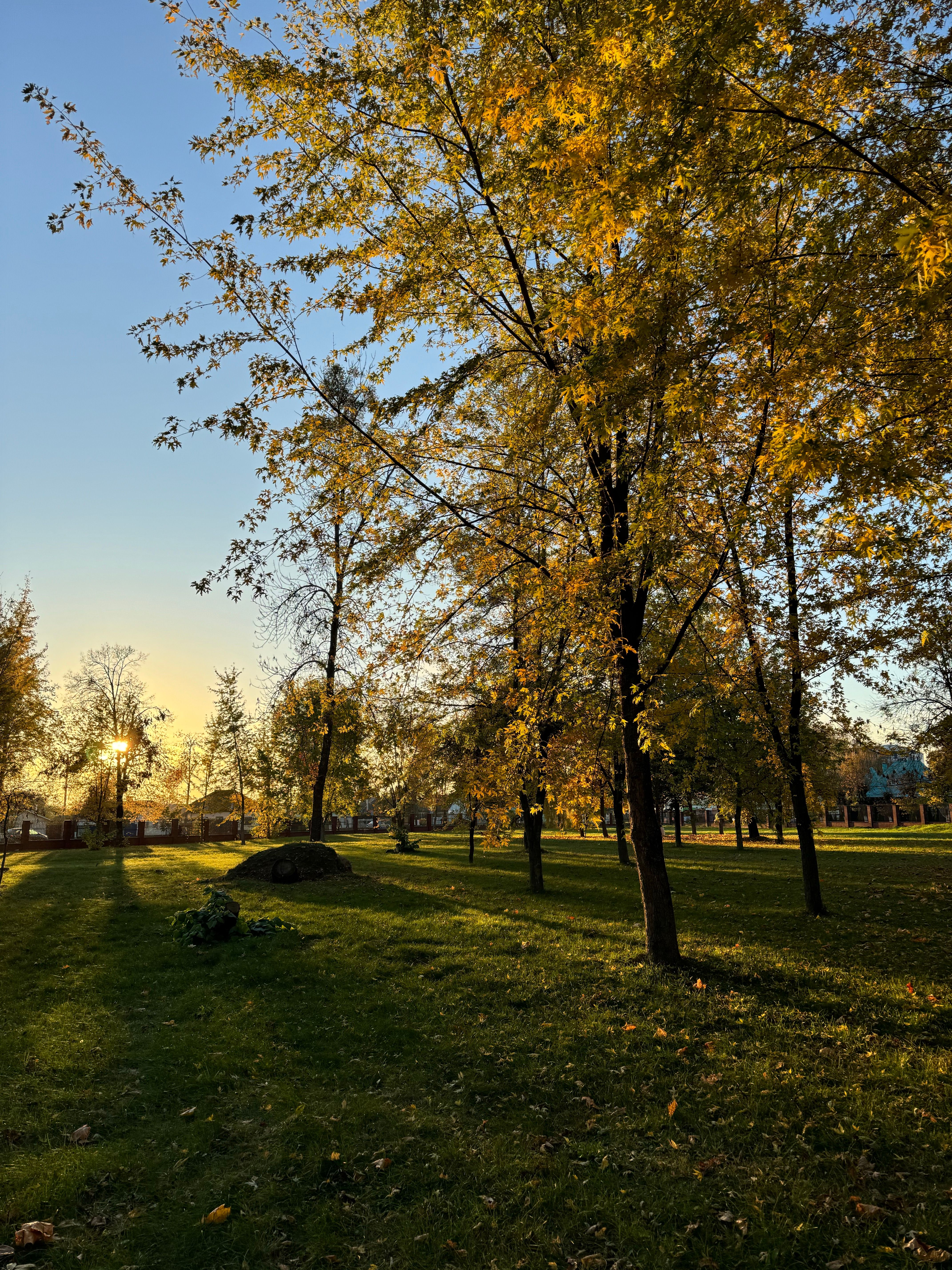 Golden Hour in Autumn Park with Sunlight · Free Stock Photo