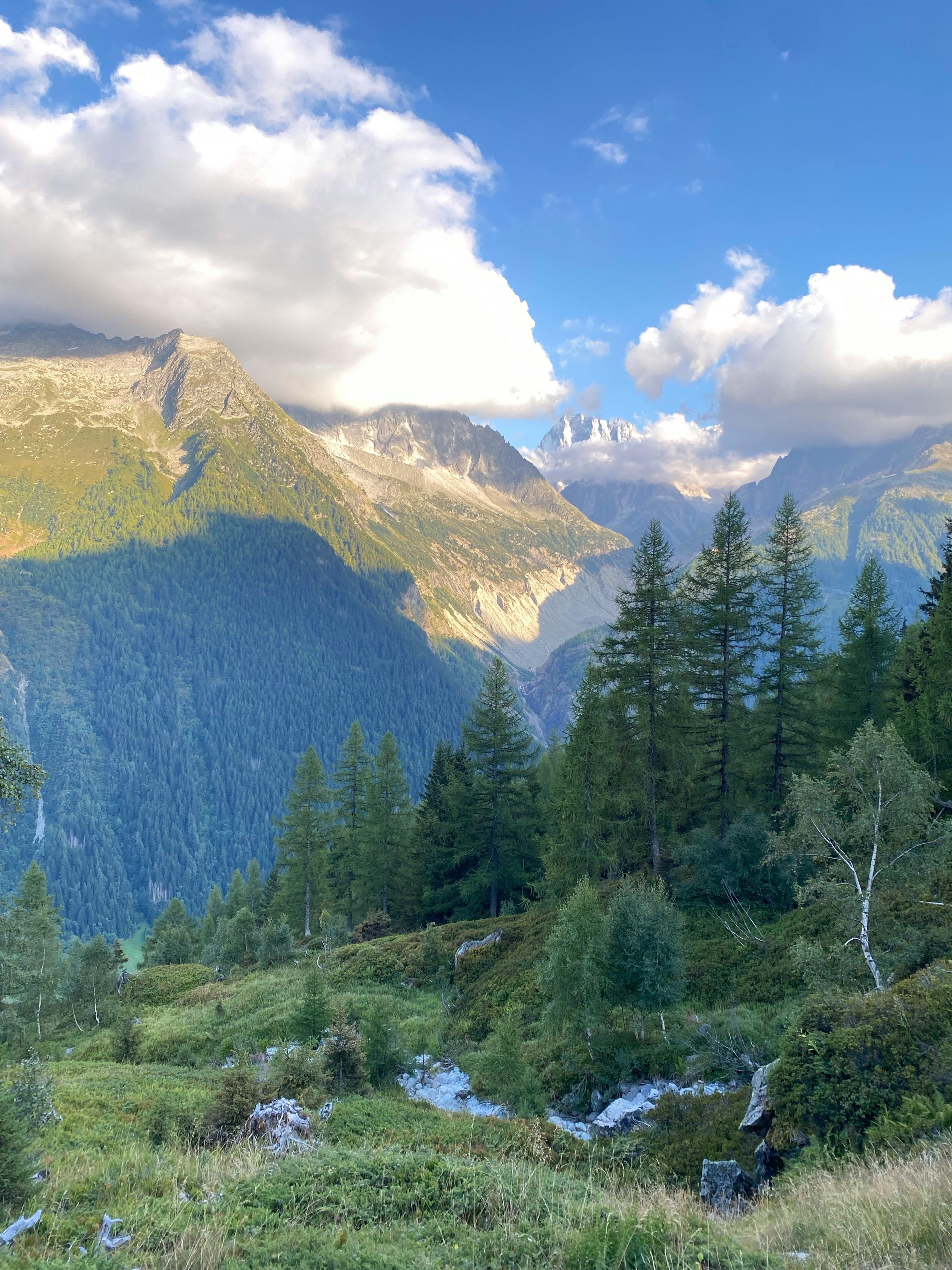 Stunning Alpine Landscape with Evergreen Trees · Free Stock Photo