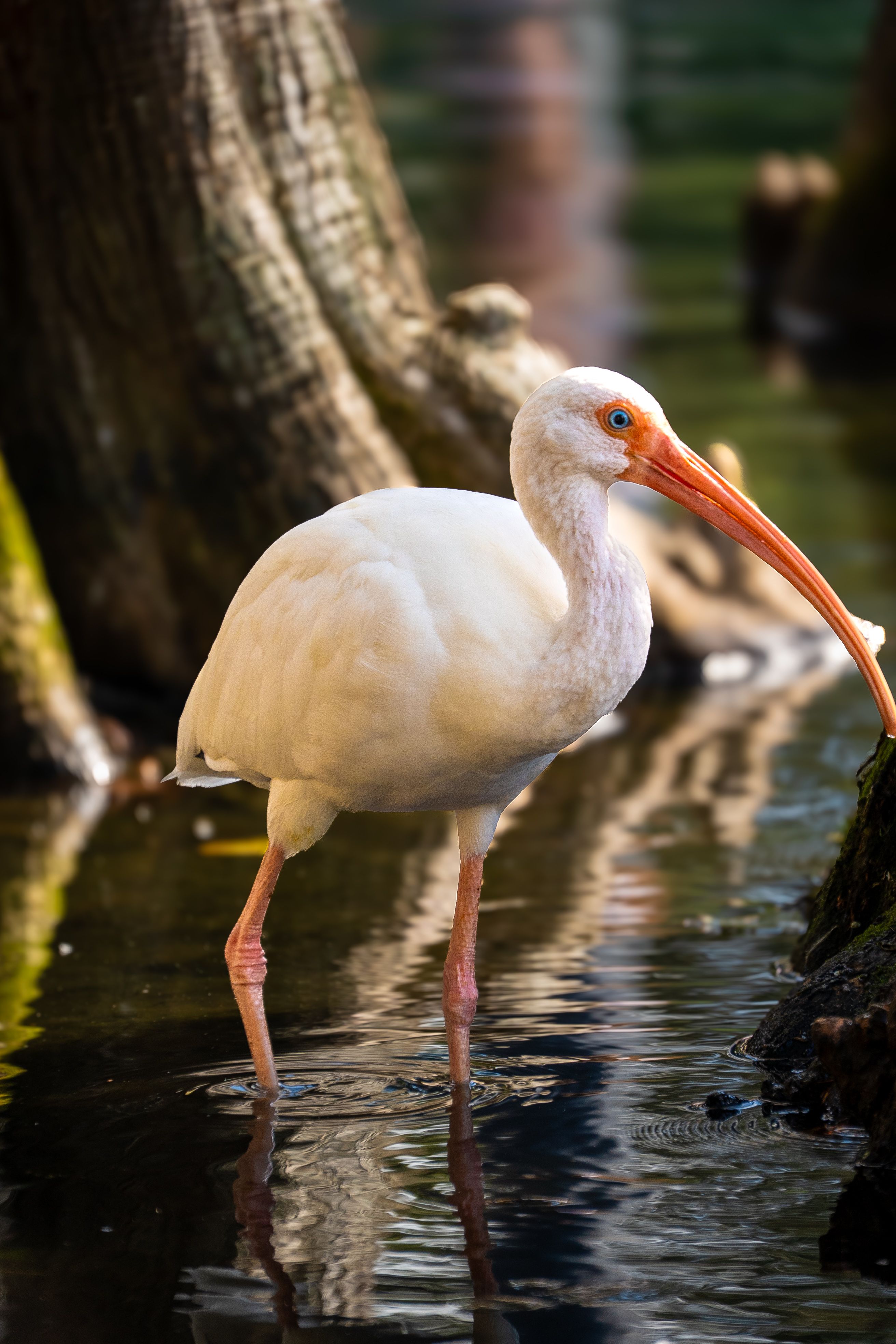 White Ibis in Serene Wetland Setting · Free Stock Photo