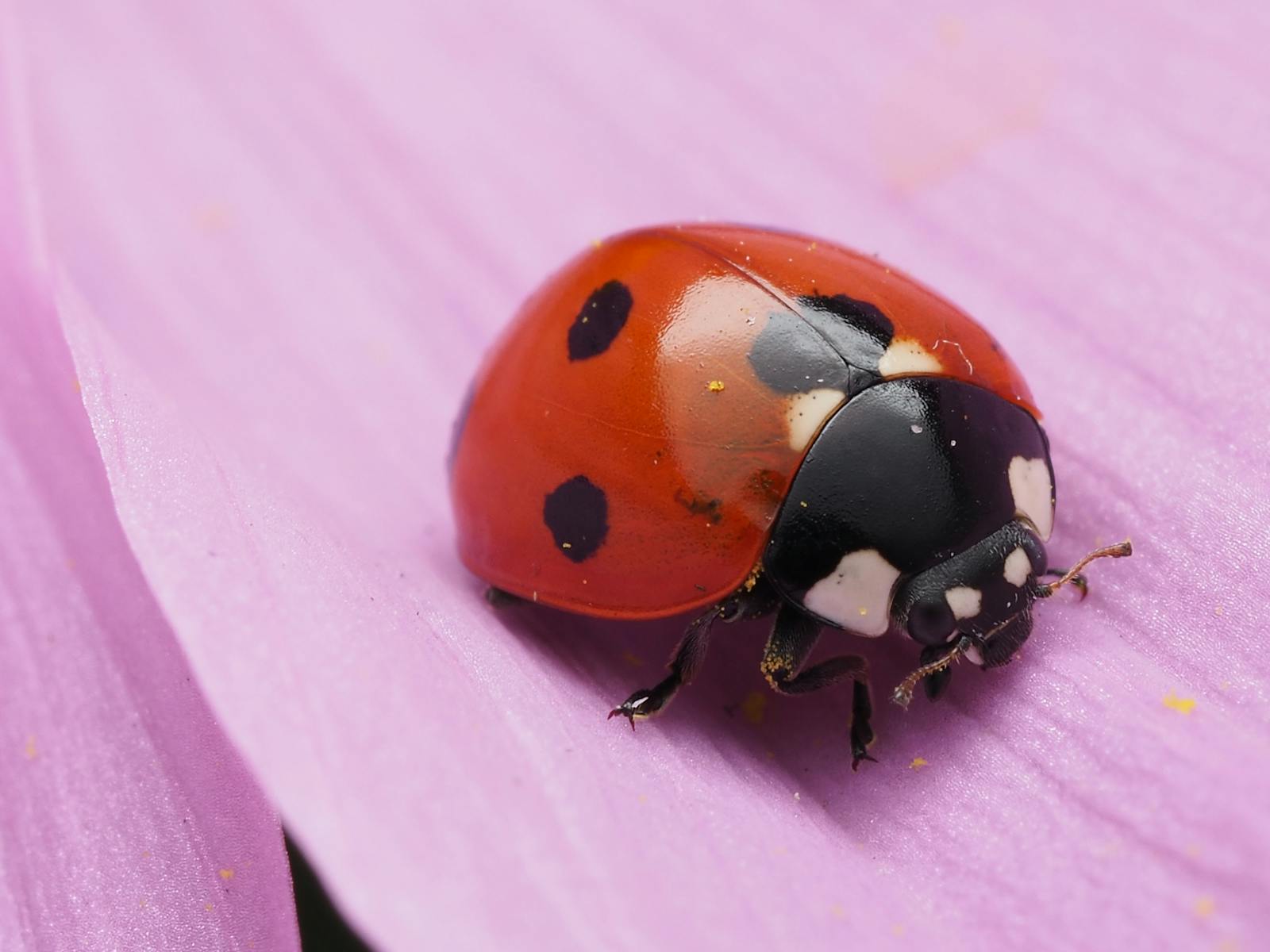 Close Up Ladybug Photos, Download The BEST Free Close Up Ladybug Stock ...
