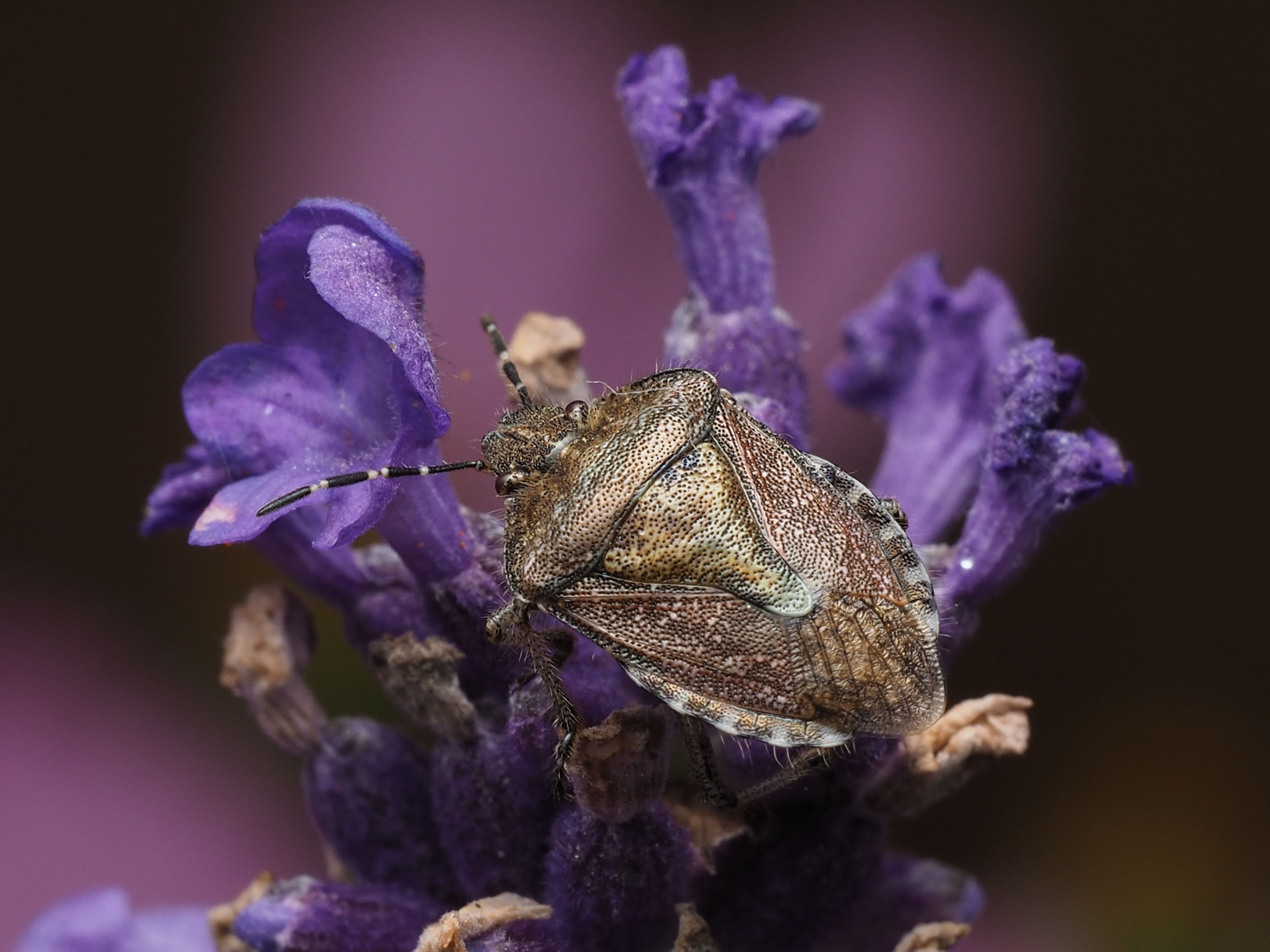 Close-up of Stink Bug on Vibrant Purple Flower · Free Stock Photo