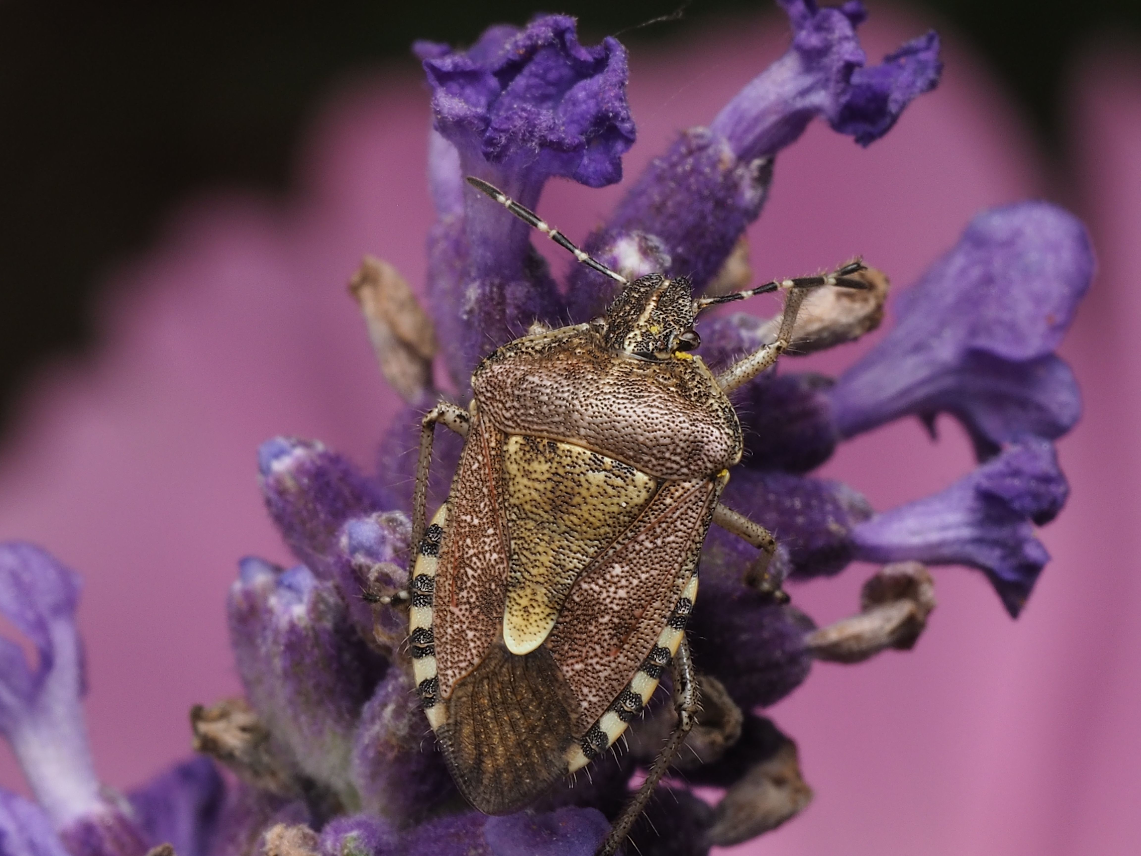 Close-Up of a Shield Bug on Purple Flower · Free Stock Photo