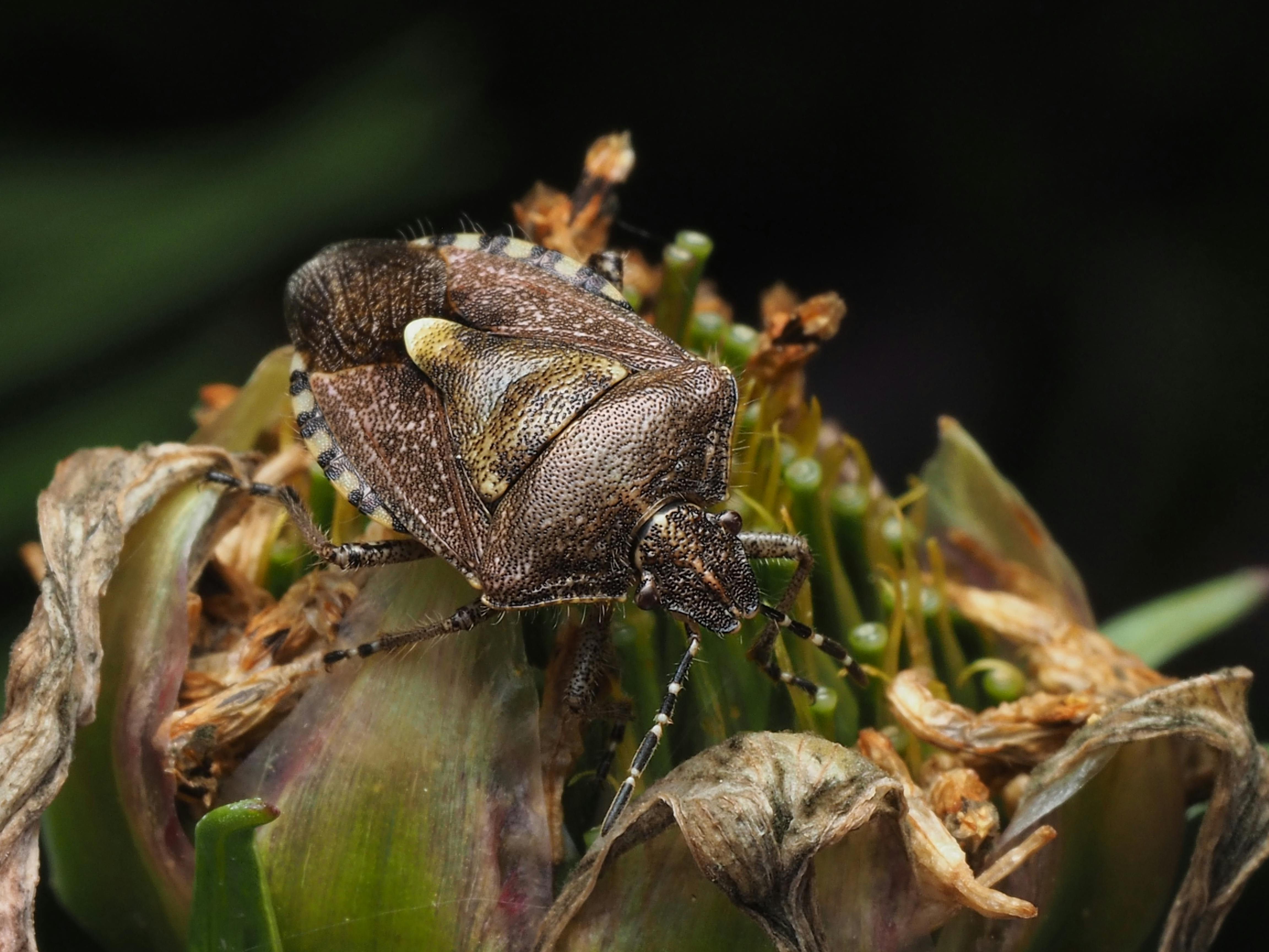 Shield Photos, Download The BEST Free Shield Stock Photos & HD Images