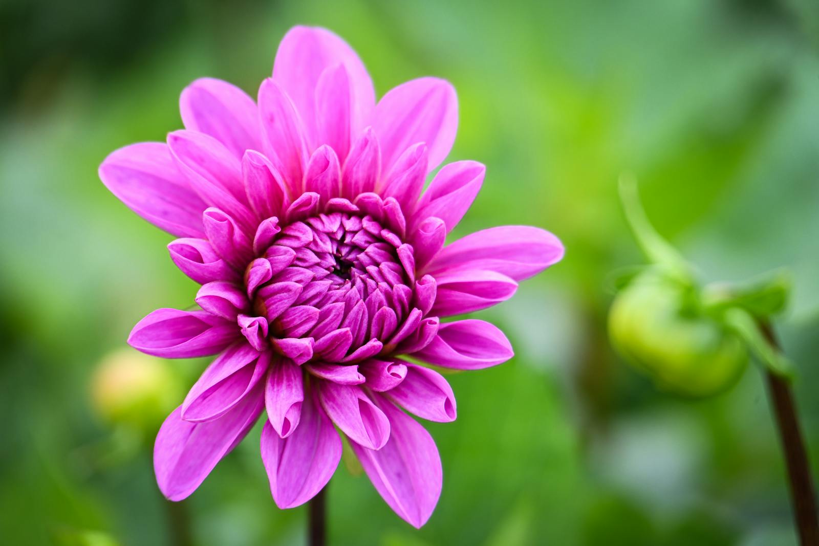 Pink Fall Wallpapers Photos, Download The BEST Free Pink Fall ...