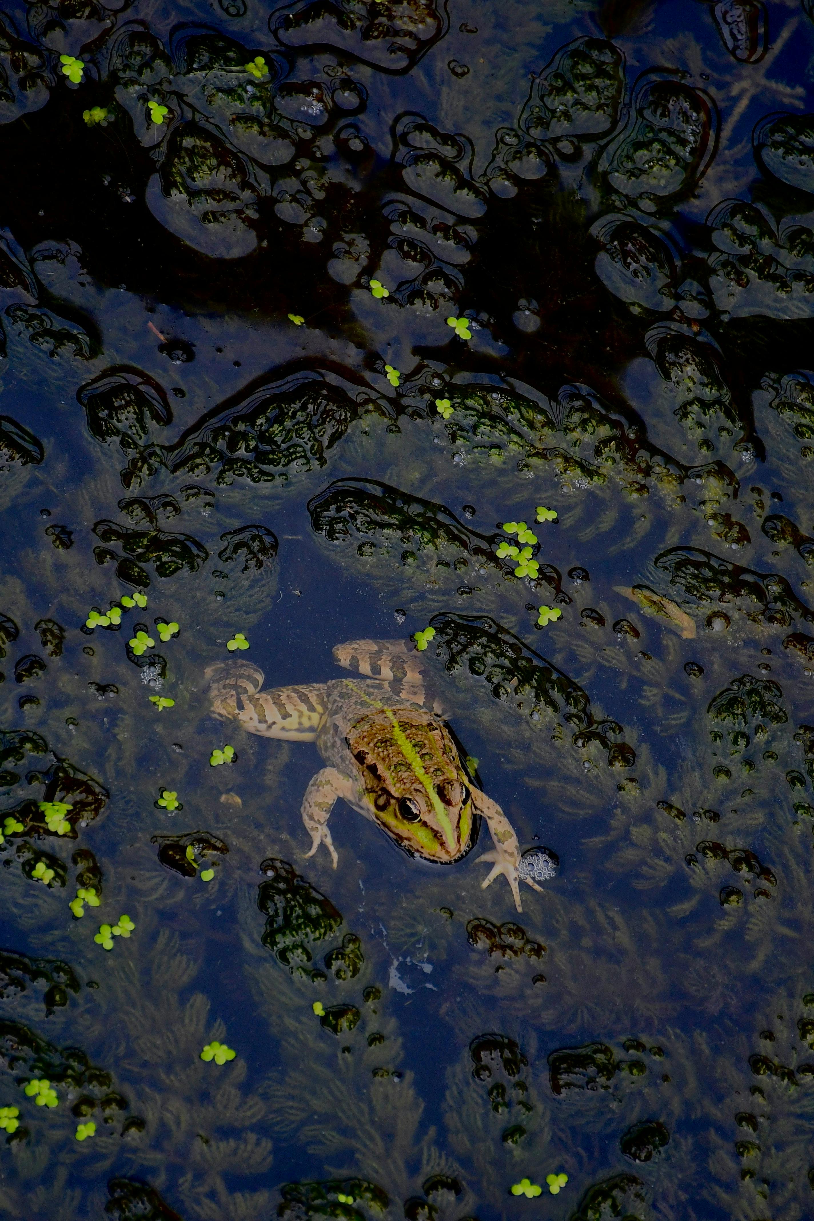 Frog in a Natural Aquatic Habitat · Free Stock Photo
