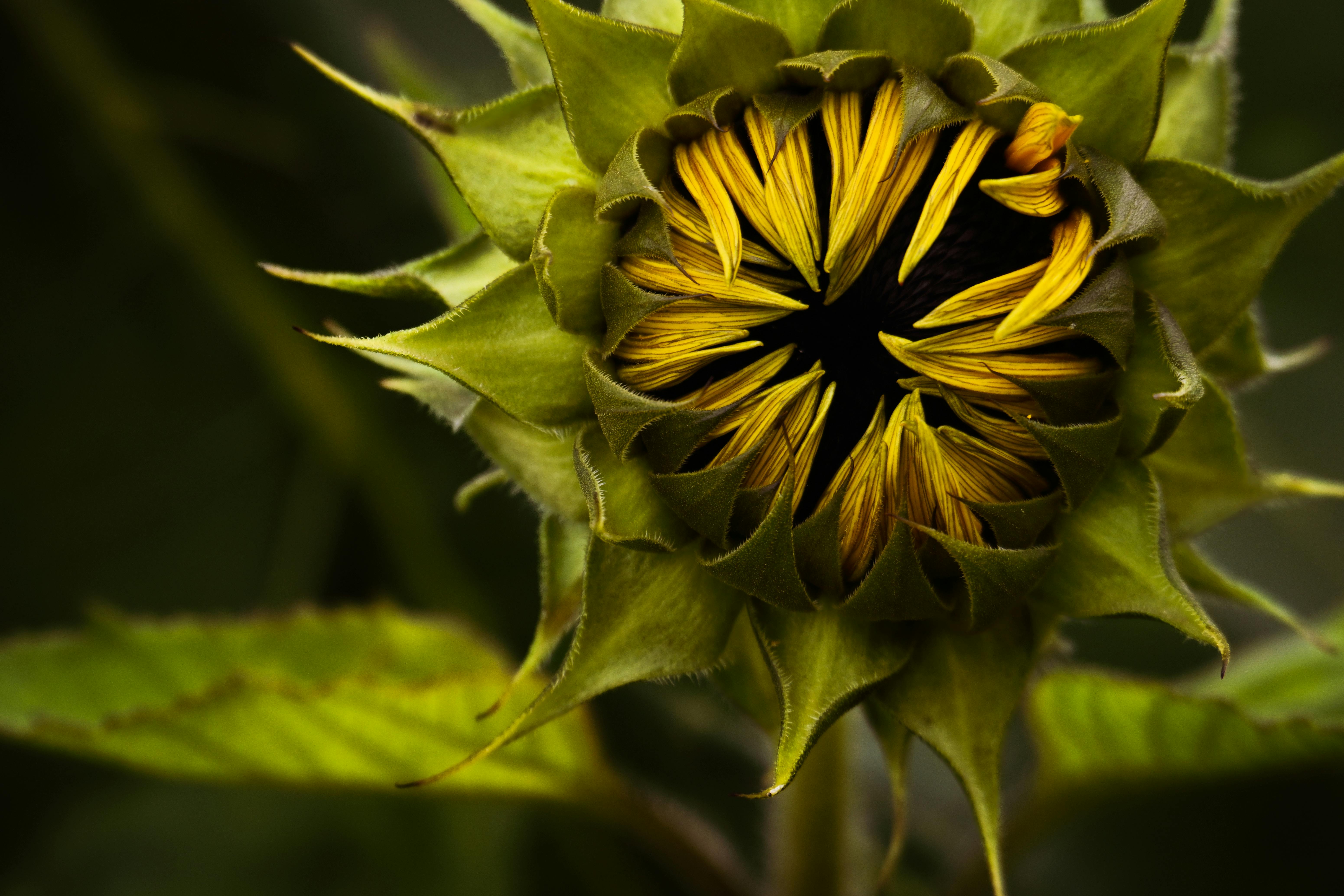 Close-up of Partially Bloomed Sunflower · Free Stock Photo