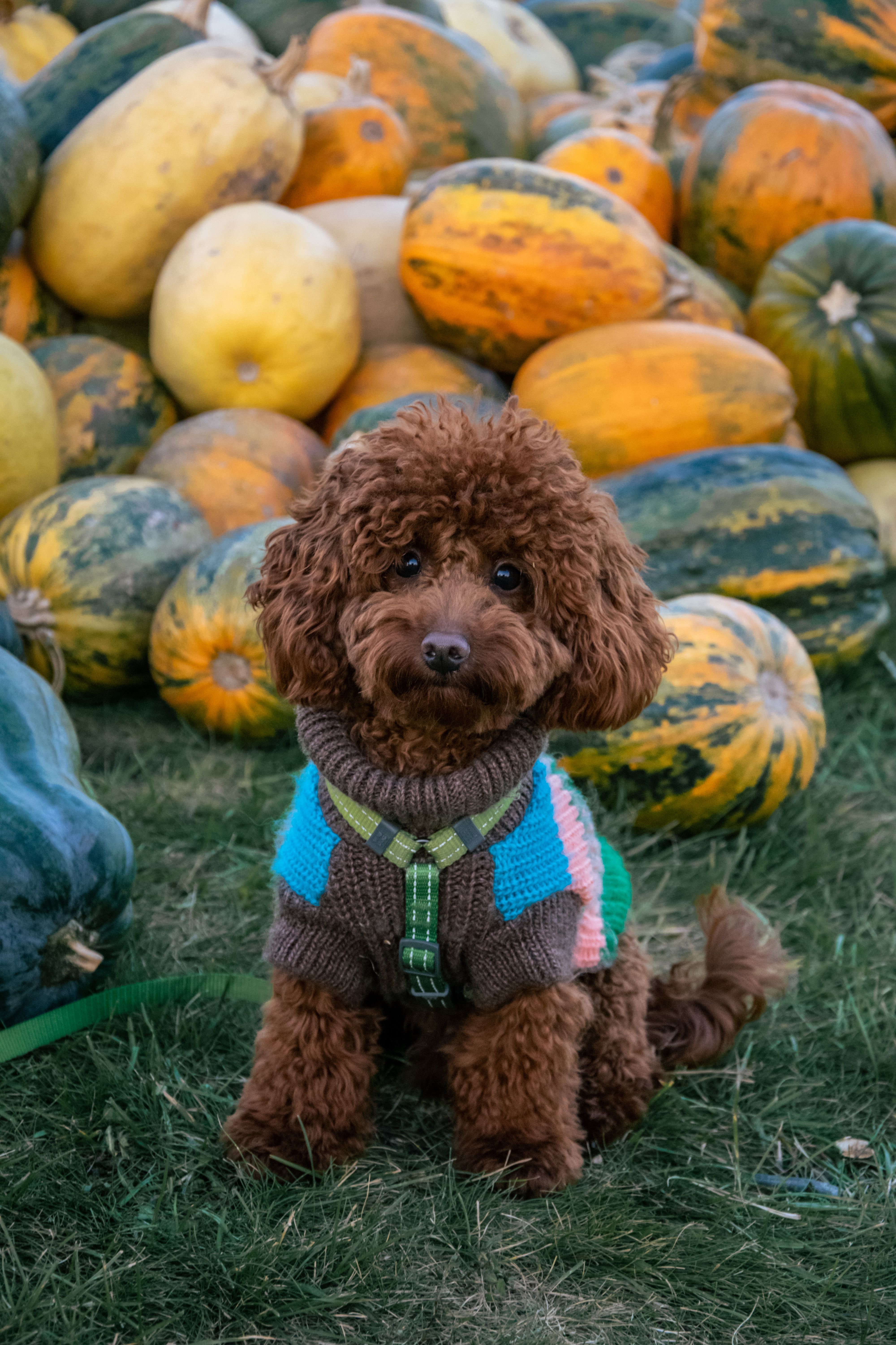 Animal Animation Gourd Photos, Download The BEST Free Animal Animation ...