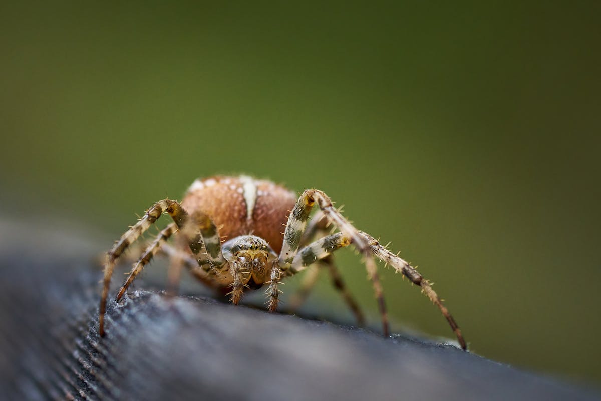 High Resolution Spider Man Photos, Download The BEST Free High ...