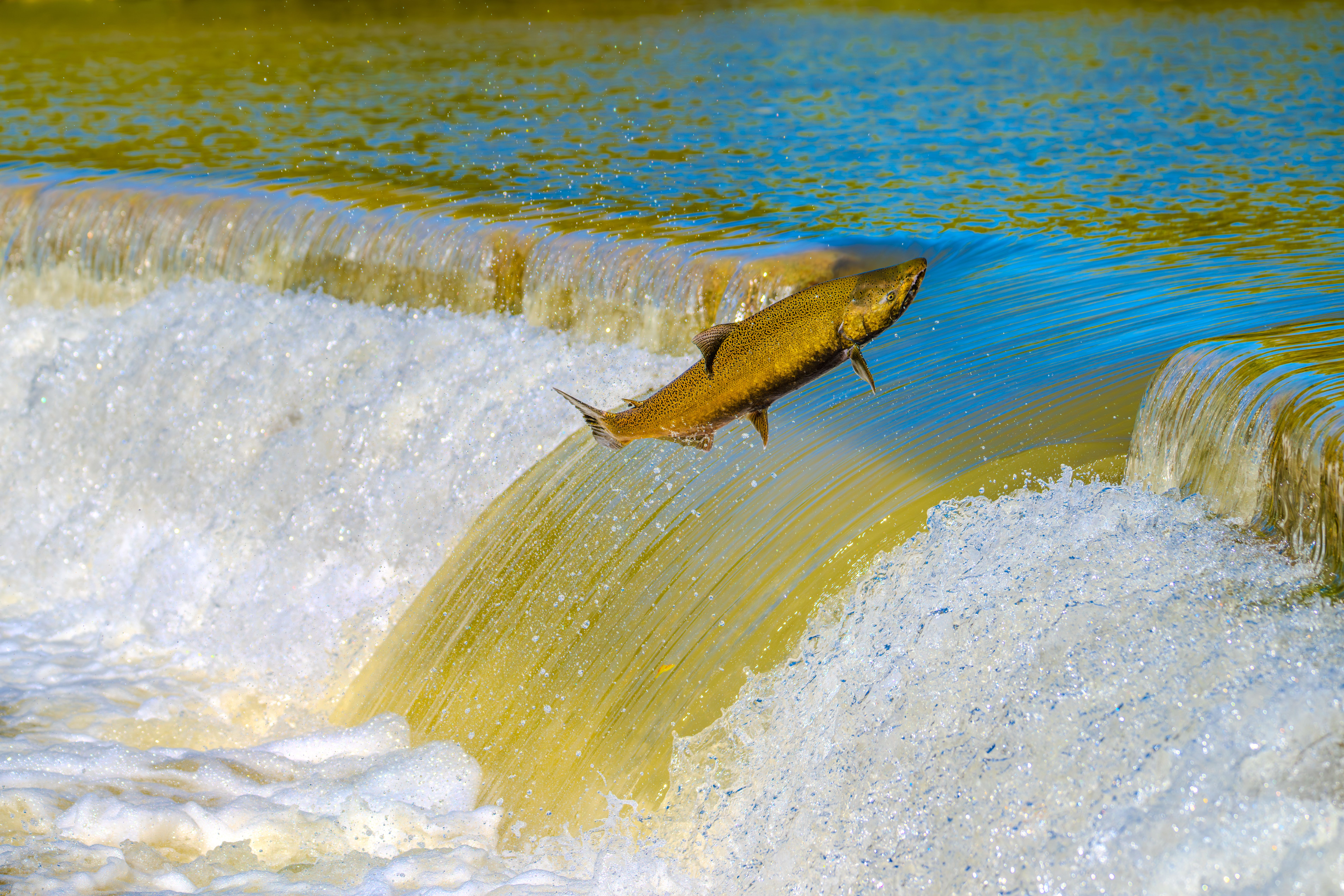 Migration Photos, Download The BEST Free Migration Stock Photos & HD Images