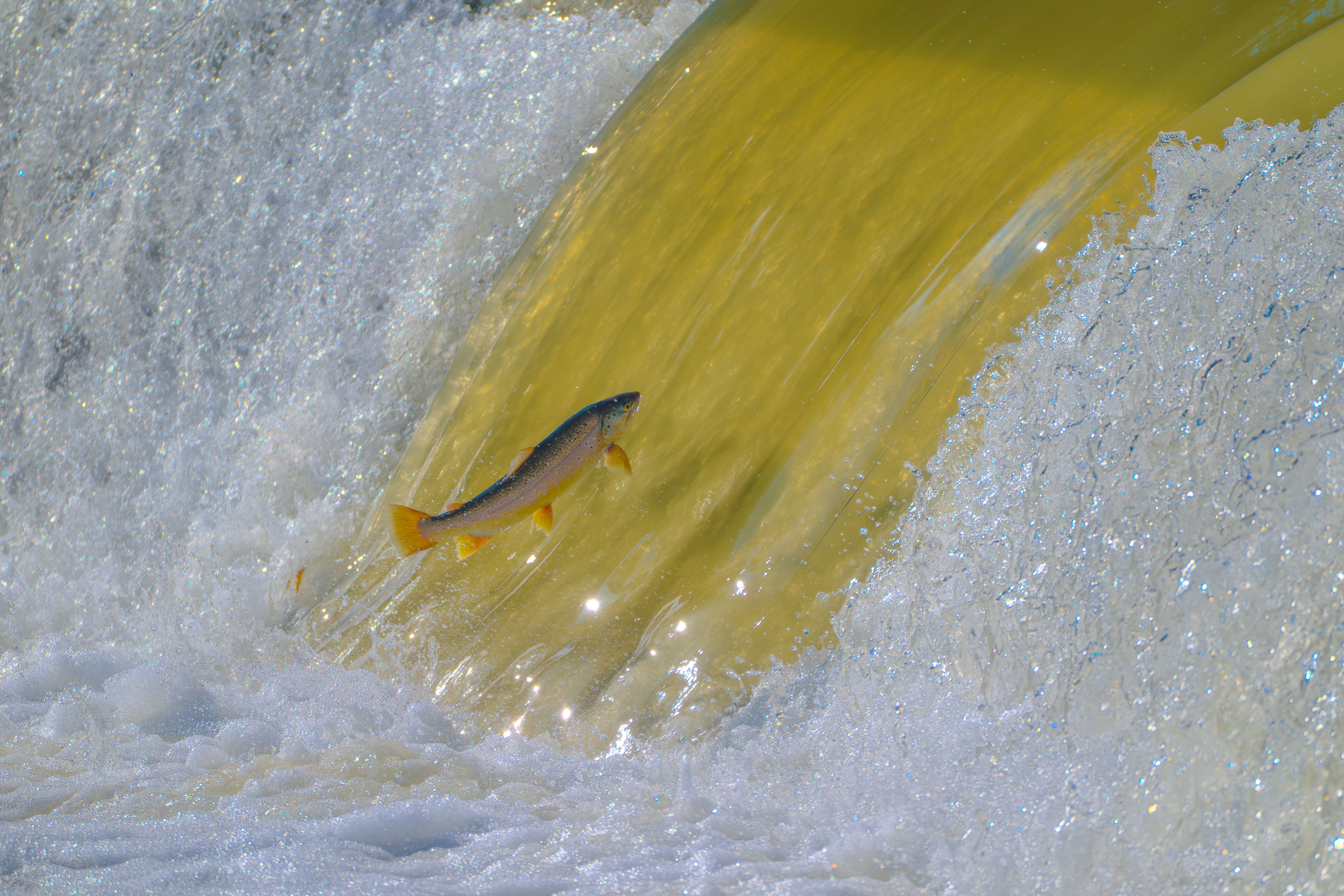 Salmon Leaping Waterfall in Vibrant Nature Scene · Free Stock Photo