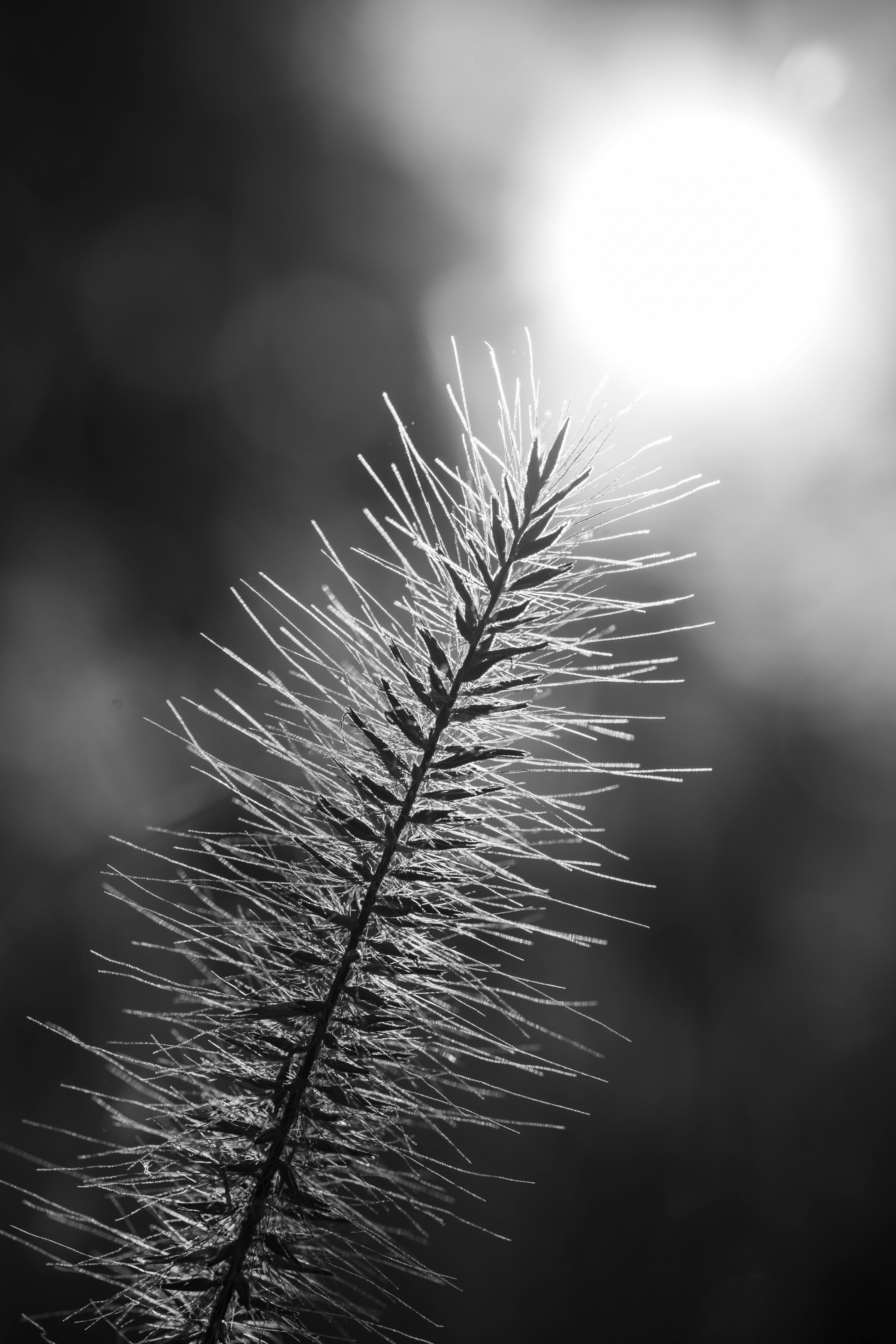 Abstract Shadow Silhouette Photos, Download The BEST Free Abstract ...