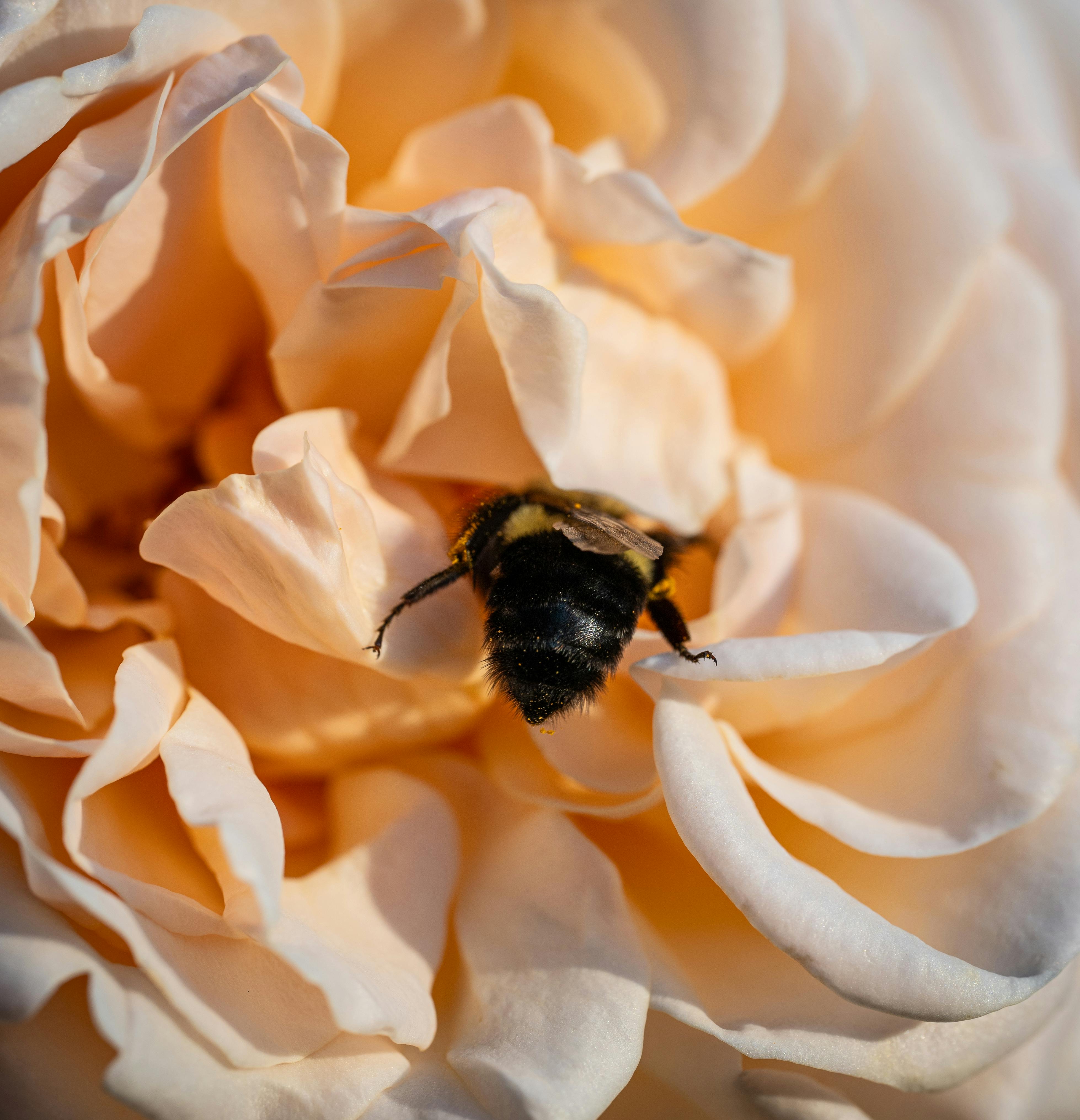 Bumble Bee Photos, Download The BEST Free Bumble Bee Stock Photos & HD ...