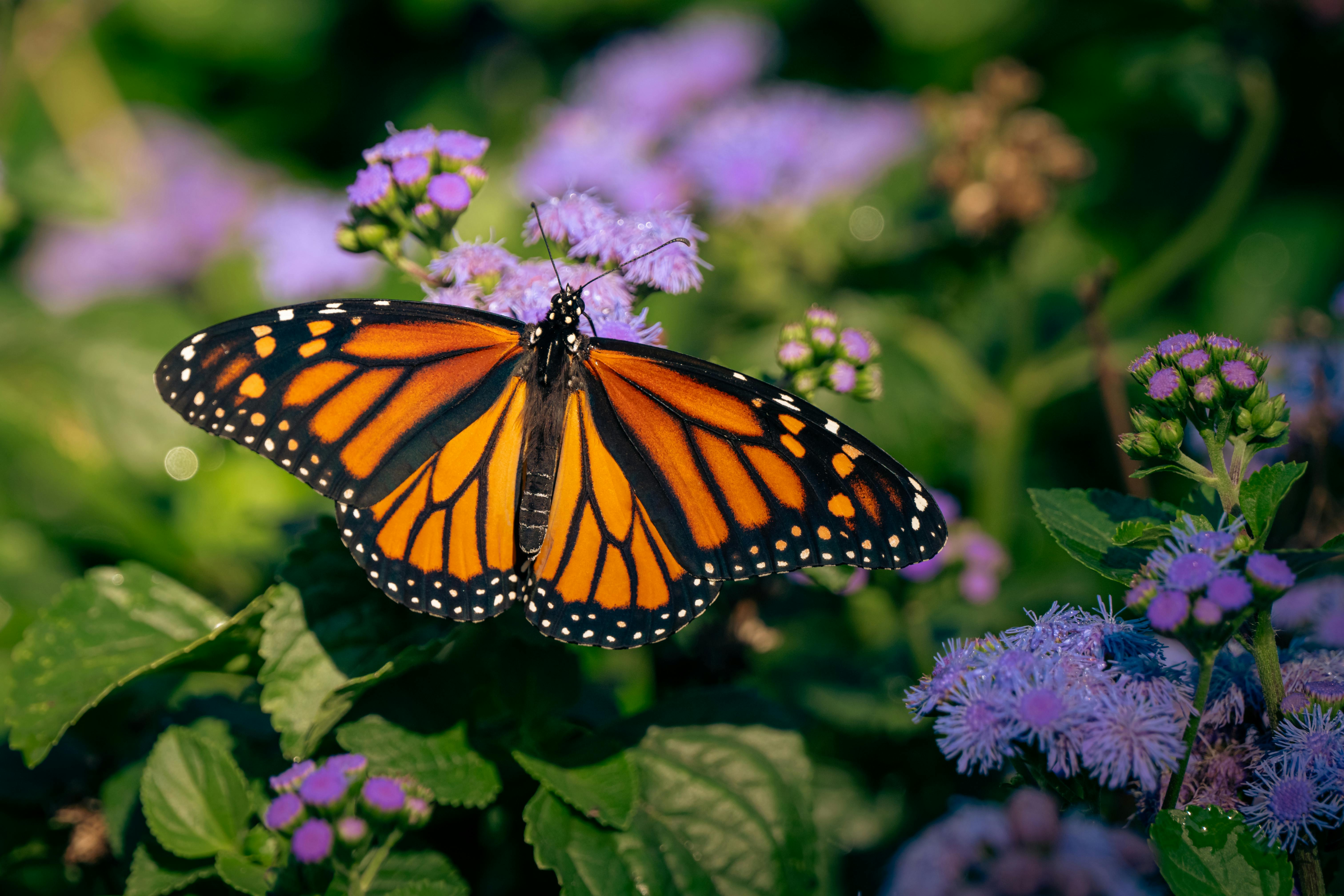 Vibrant Monarch Butterfly on Purple Flowers · Free Stock Photo
