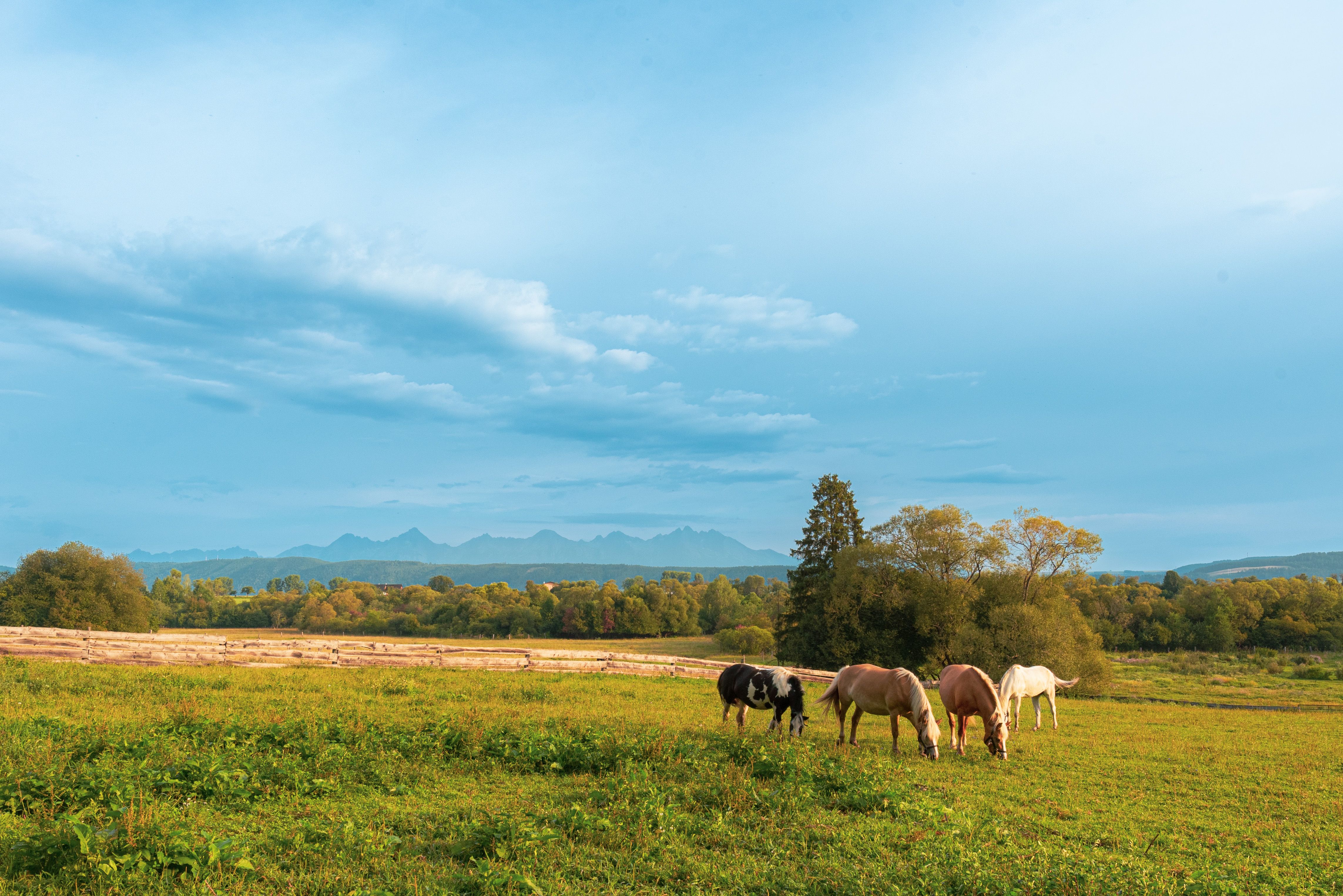 Peaceful Horses Grazing in Lush Pasture · Free Stock Photo