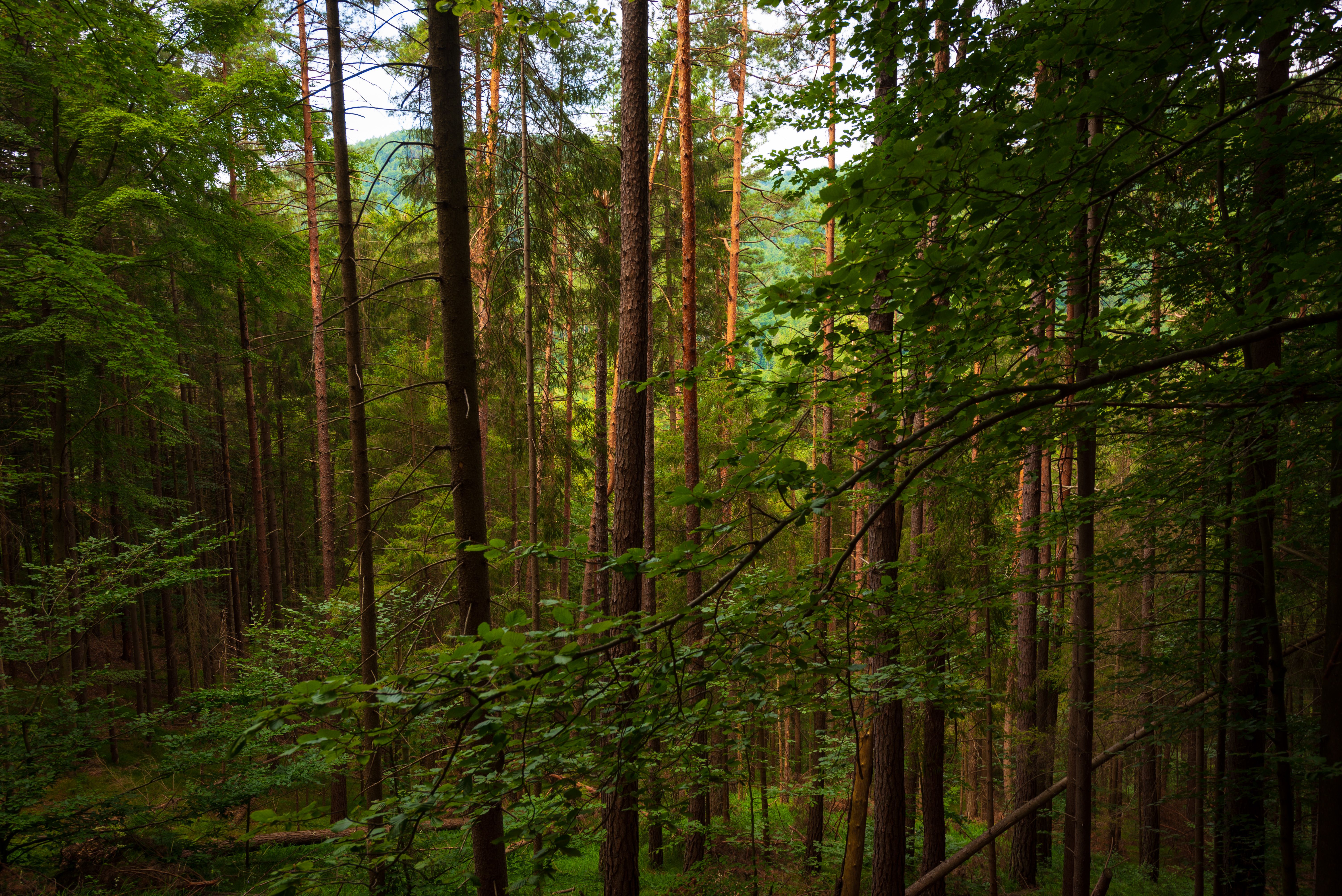 Lush Forest Photos, Download The BEST Free Lush Forest Stock Photos ...