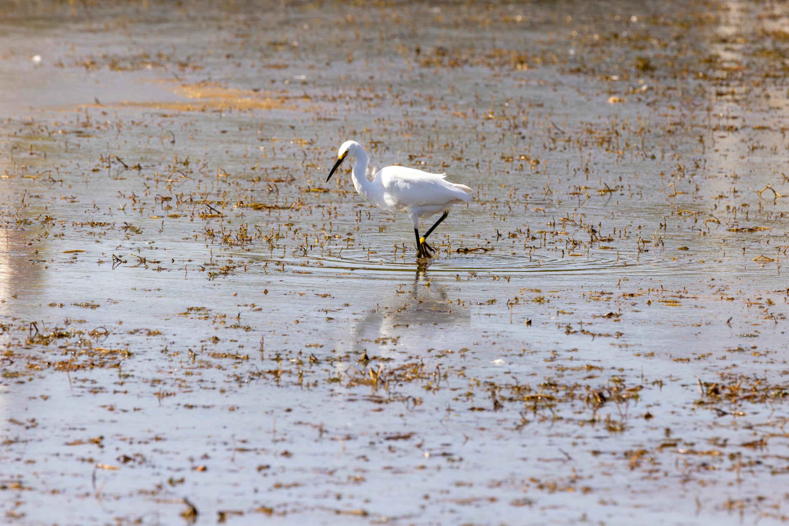 Us Delta Force Photos, Download The BEST Free Us Delta Force Stock ...