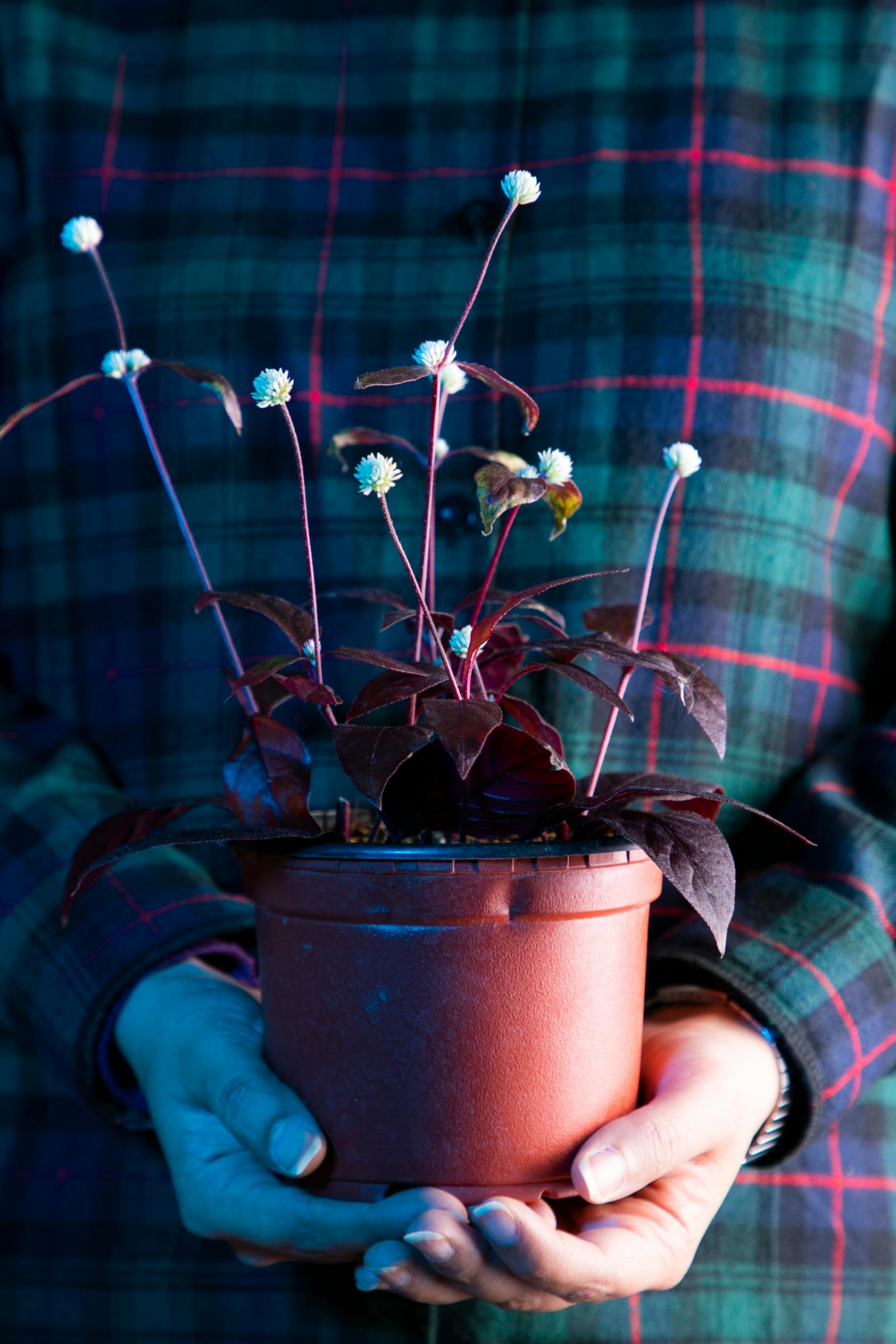 Person Handing Over a Flower · Free Stock Photo