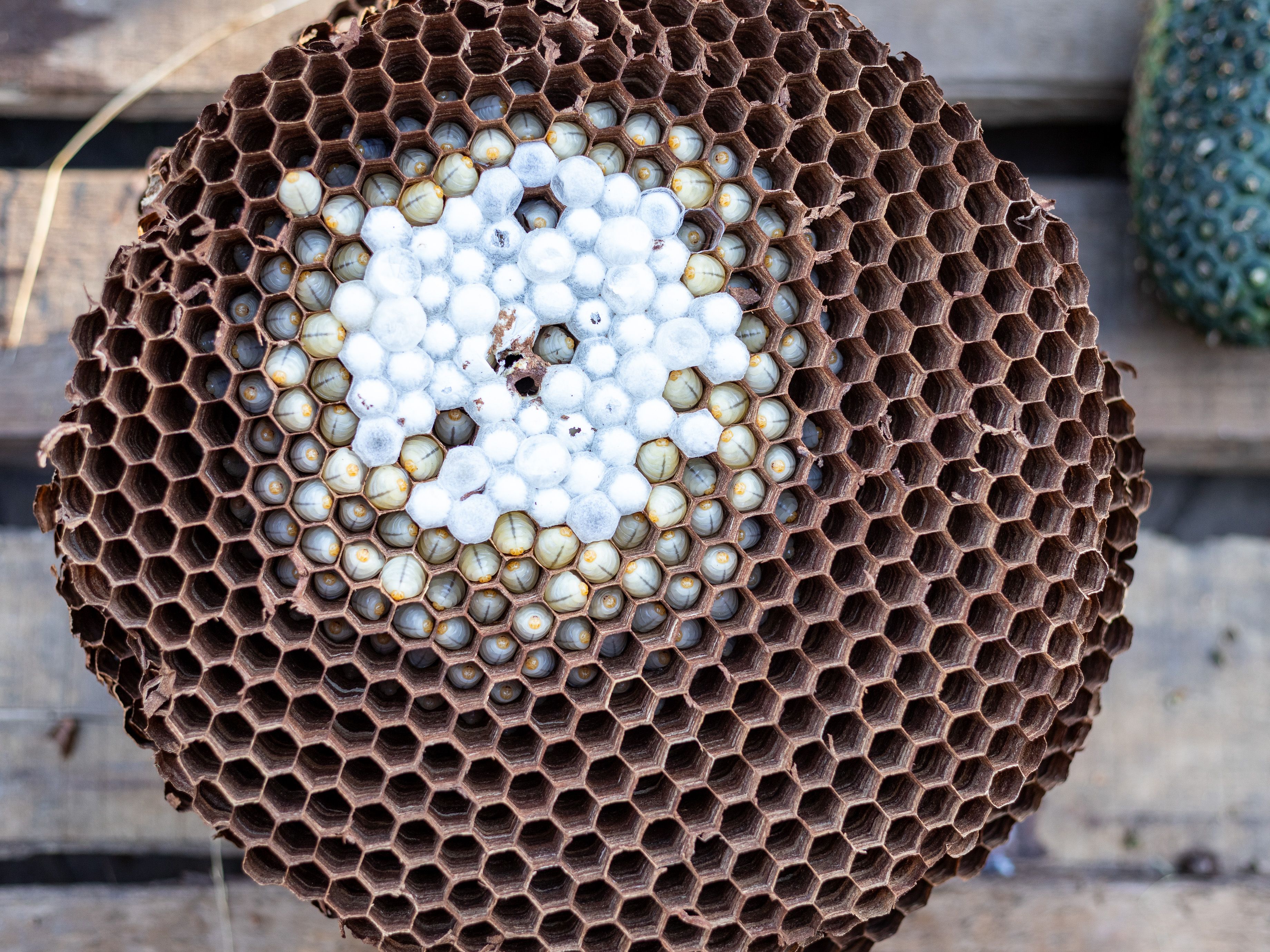 Close-up of Hornet Nest with Larvae in Vietnam · Free Stock Photo