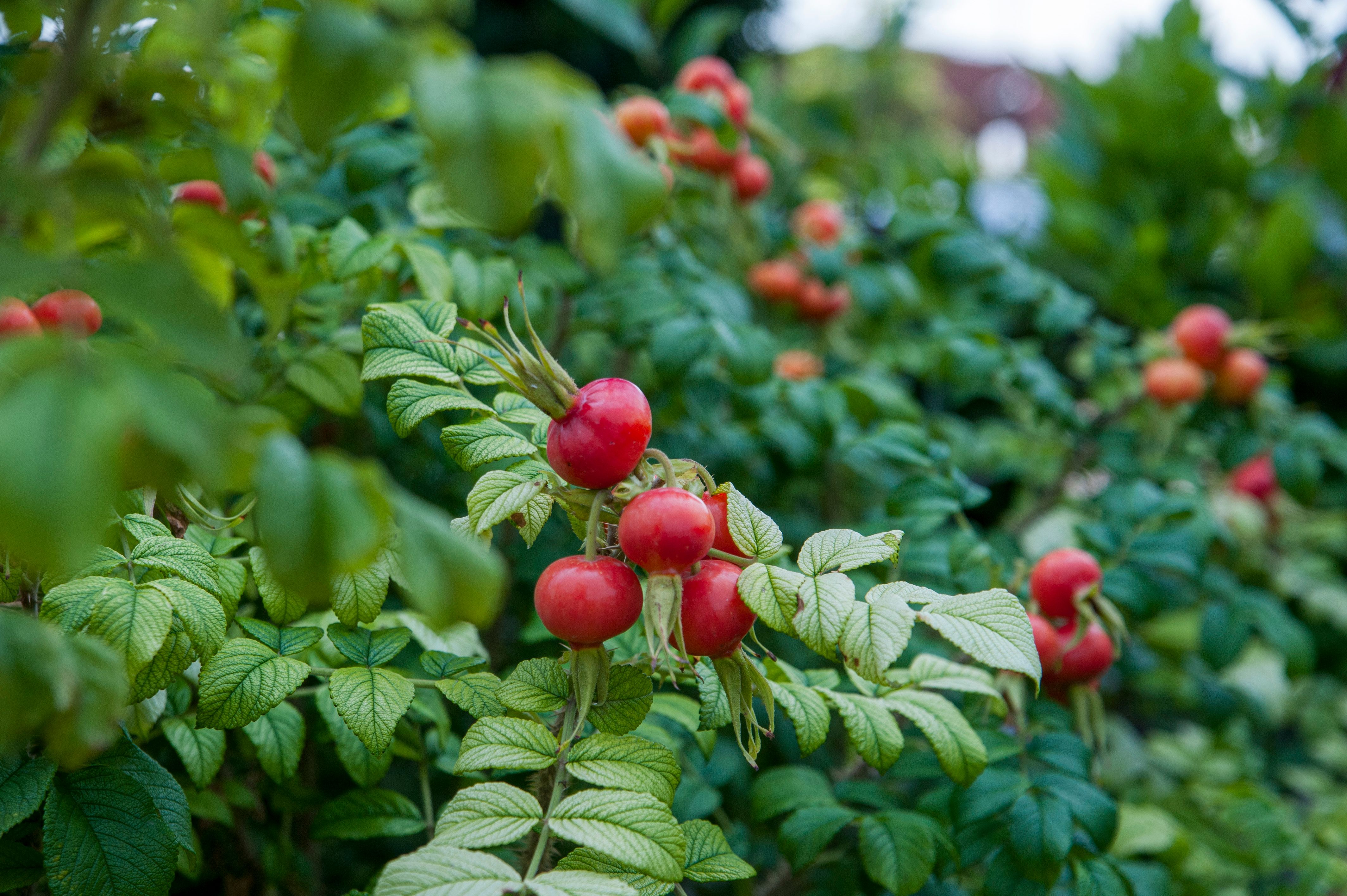 Vibrant Rose Hip Berries on a Bush in Georgia · Free Stock Photo