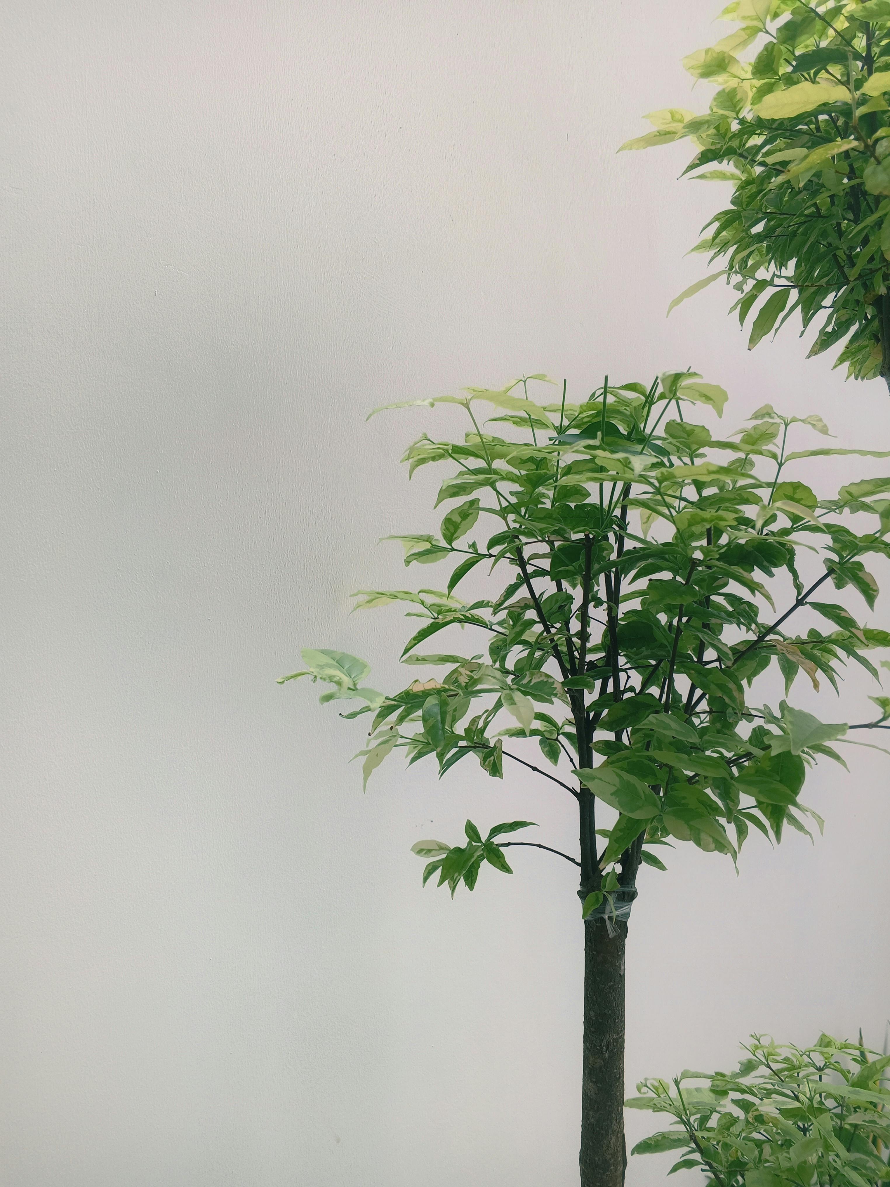 Aesthetic Tree Photos, Download The BEST Free Aesthetic Tree Stock ...