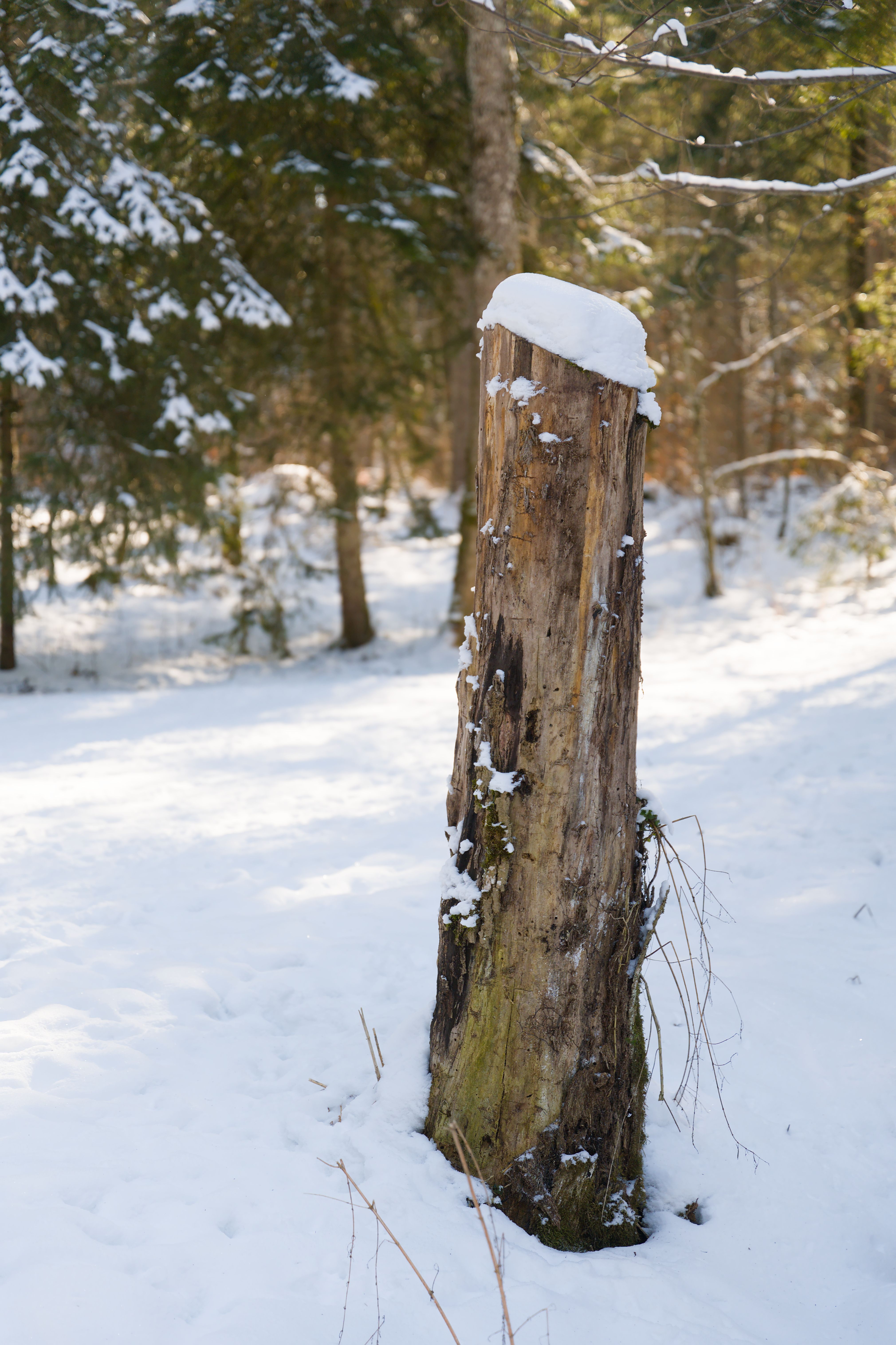 Snow-Covered Tree Stump in Wintery Forest · Free Stock Photo
