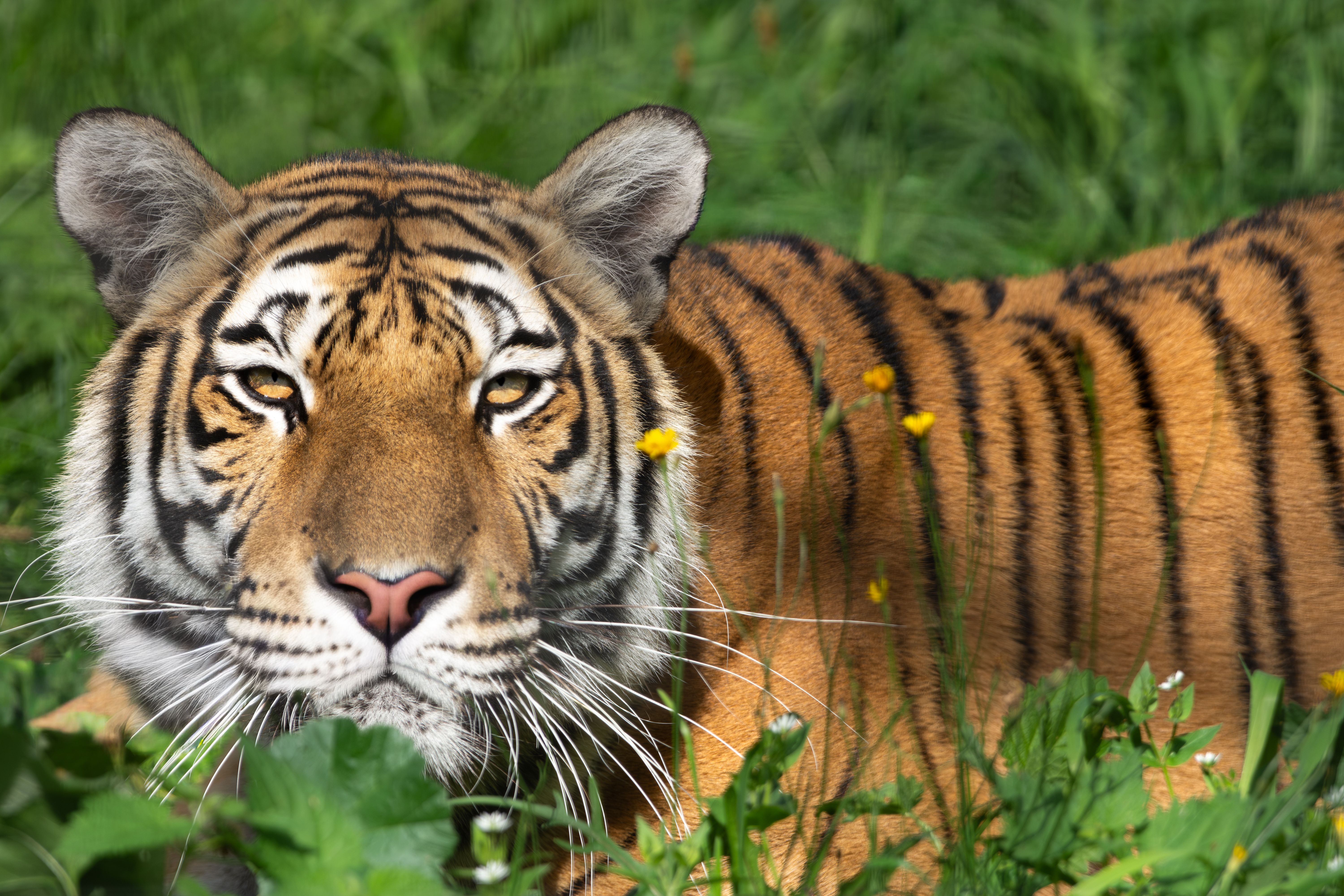 Harimau Siberia Yang Megah Di Habitat Alami · Foto Stok Gratis