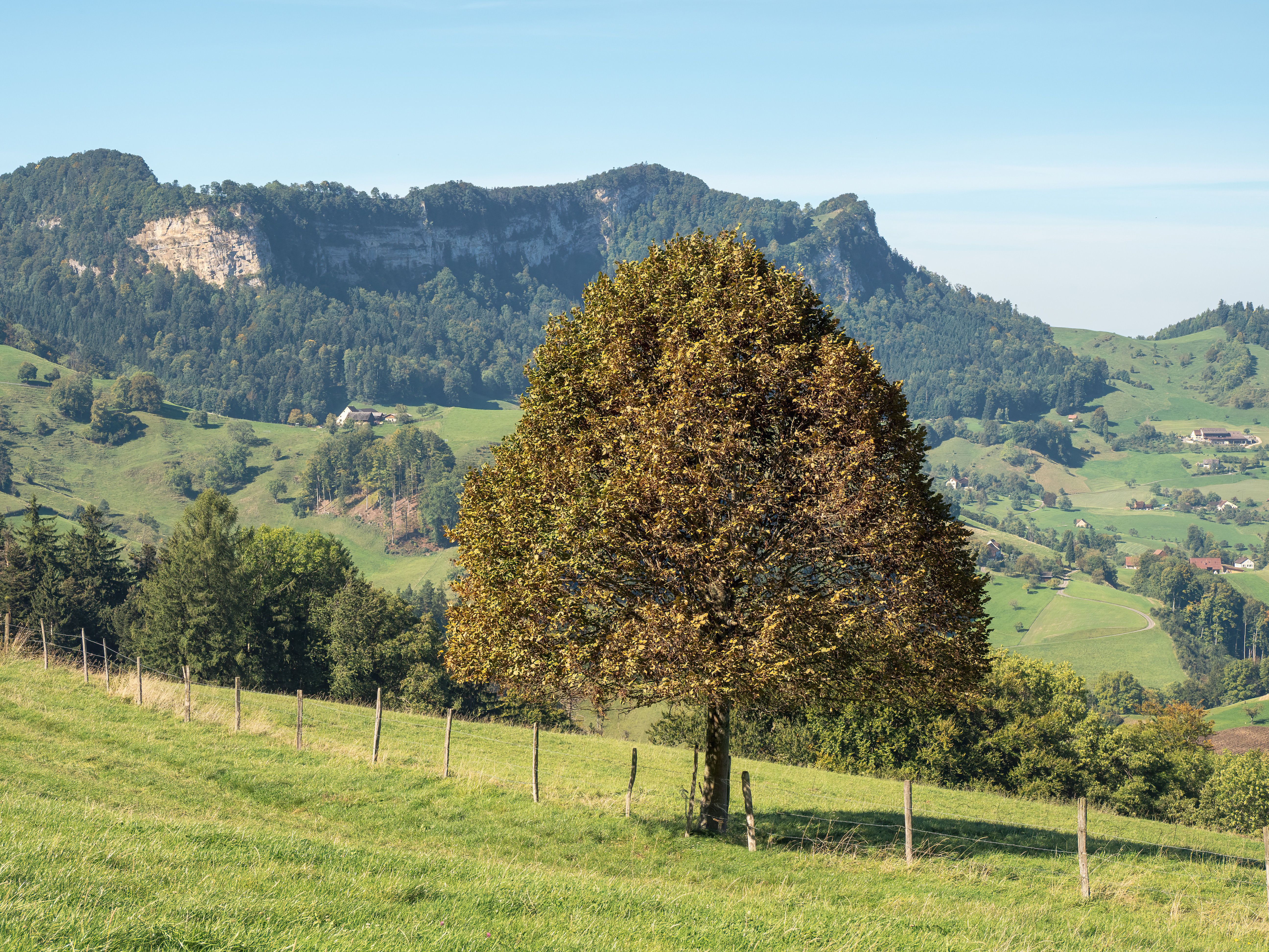 Scenic Landscape with Lone Tree and Hills · Free Stock Photo