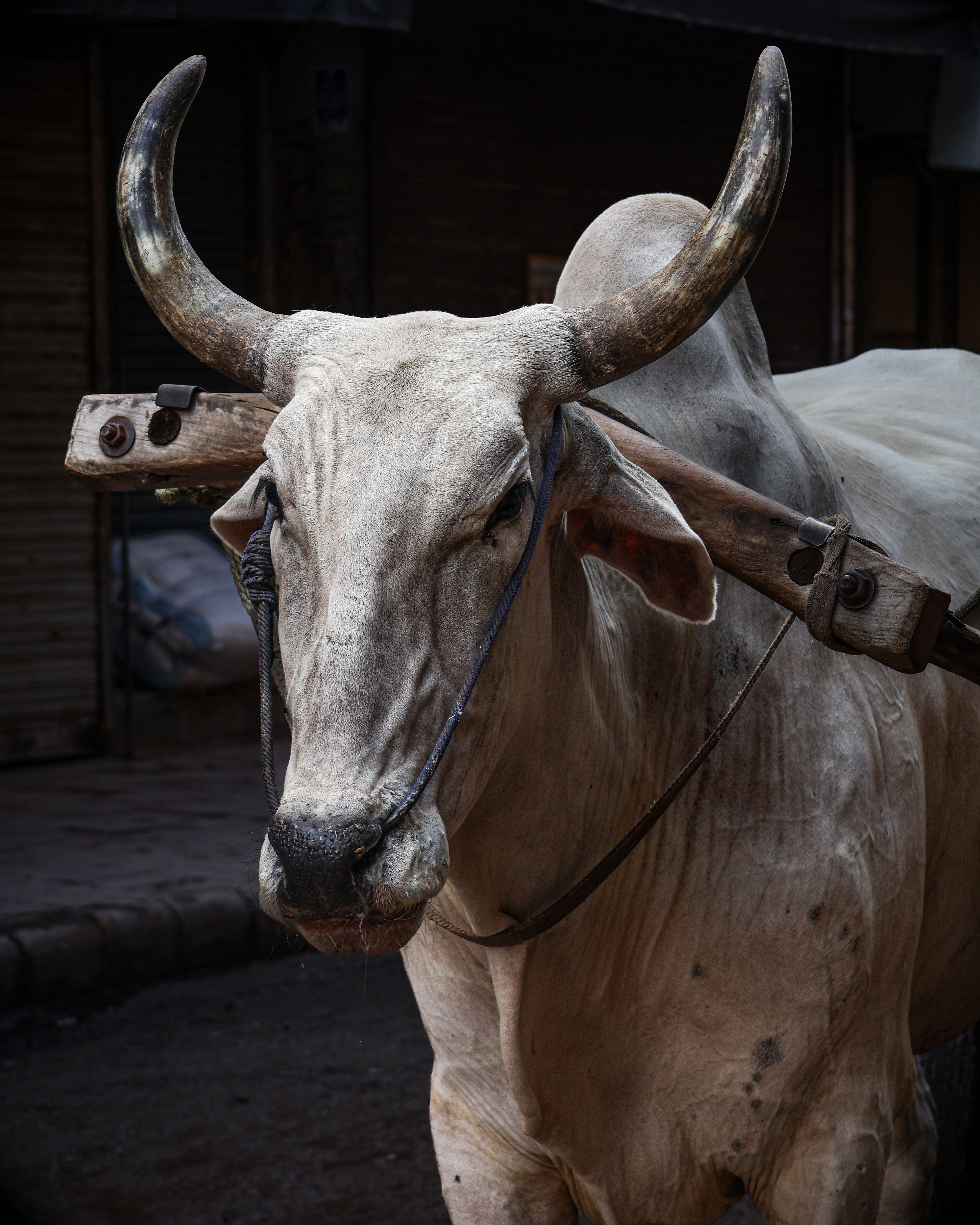 Ox Photos, Download The BEST Free Ox Stock Photos & HD Images