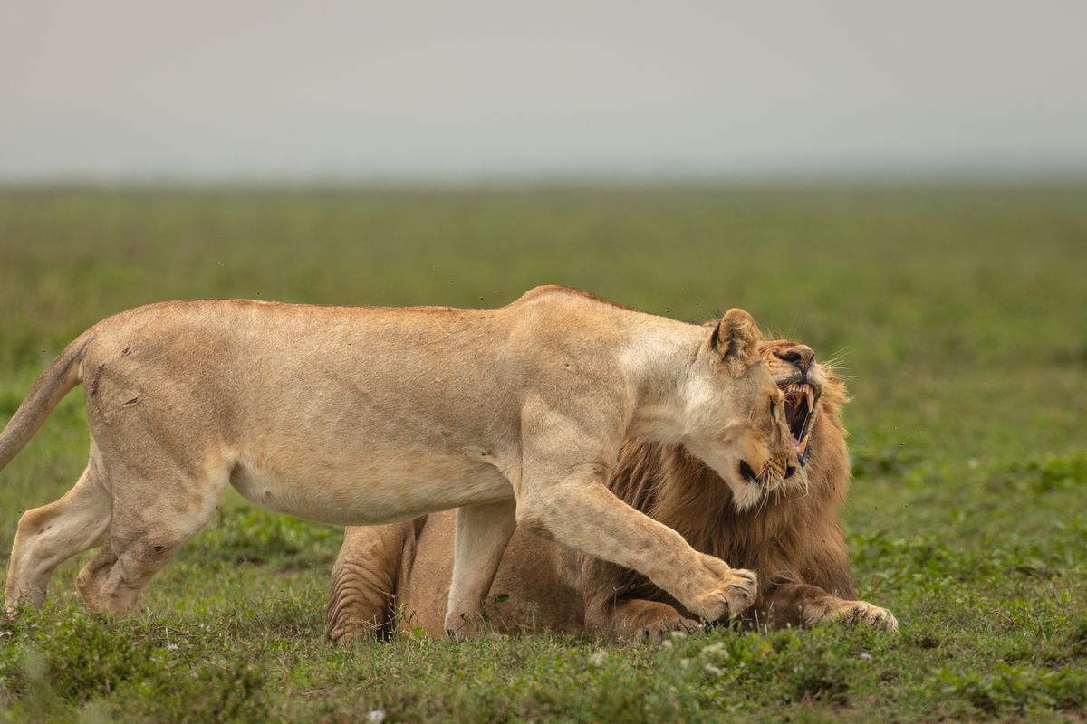 Le 5000+ migliori foto di Leoni · Download gratuito al 100% · Foto di ...