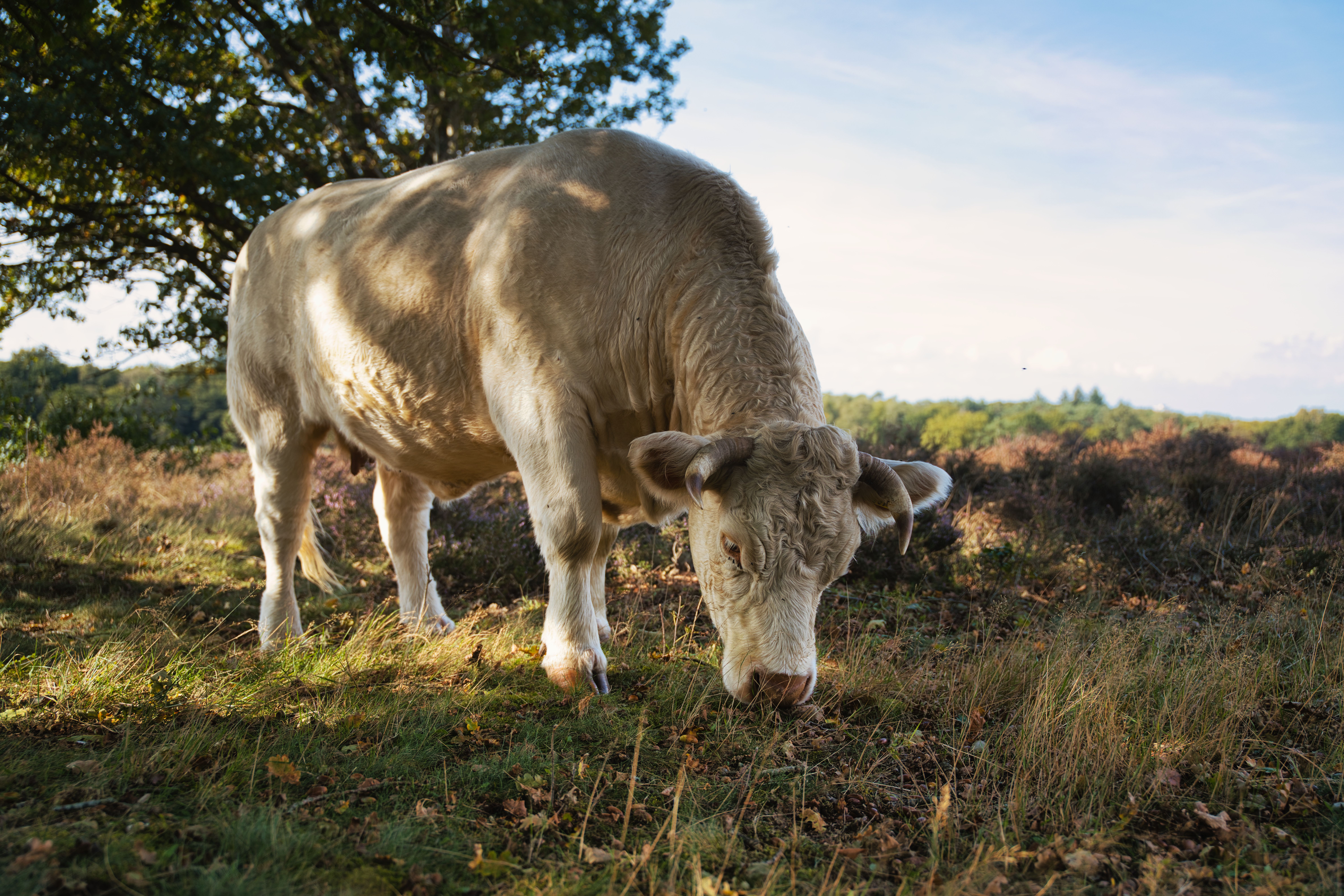 Somali Cow Photos, Download The BEST Free Somali Cow Stock Photos & HD ...