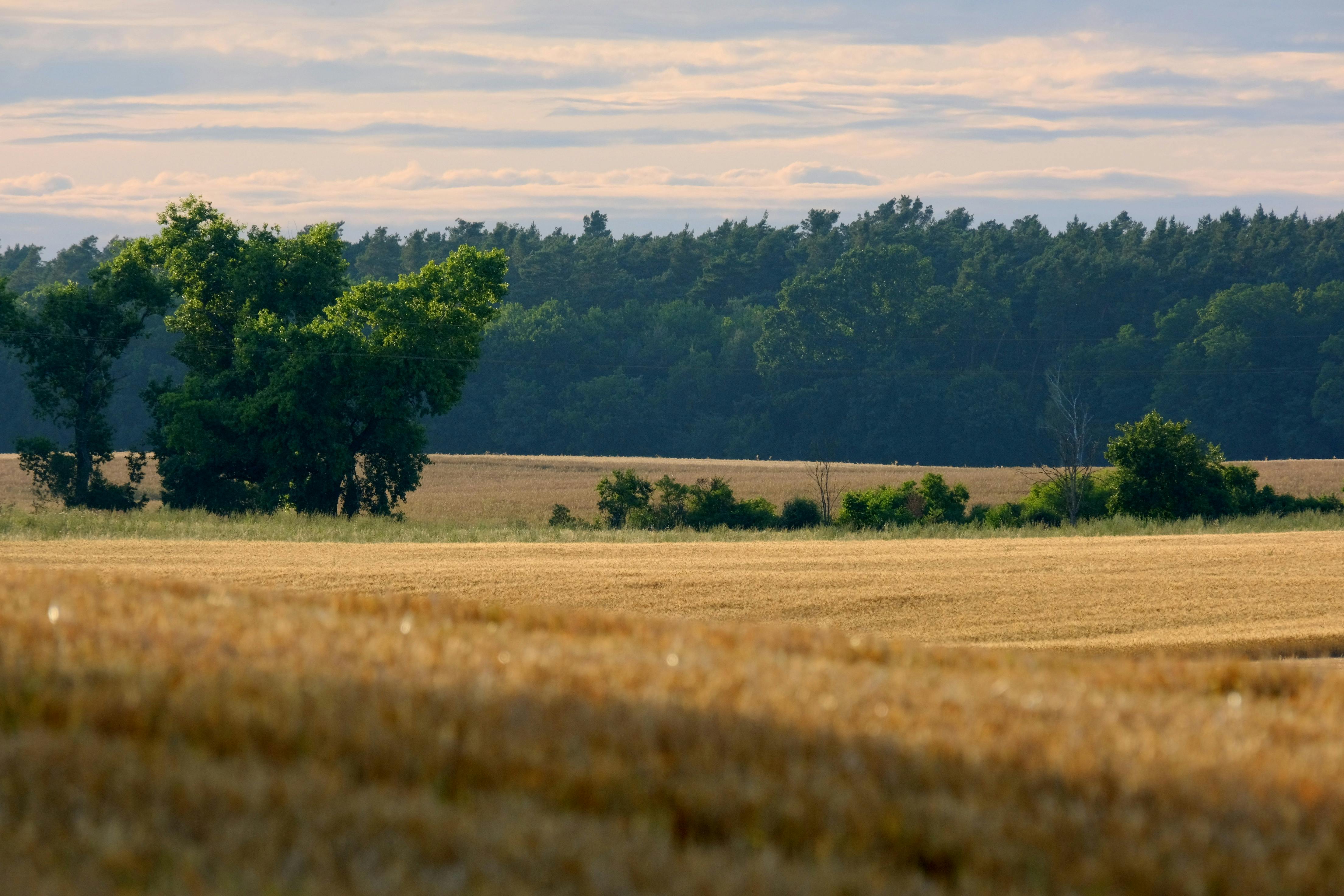 Tree Line Photos, Download The BEST Free Tree Line Stock Photos & HD Images