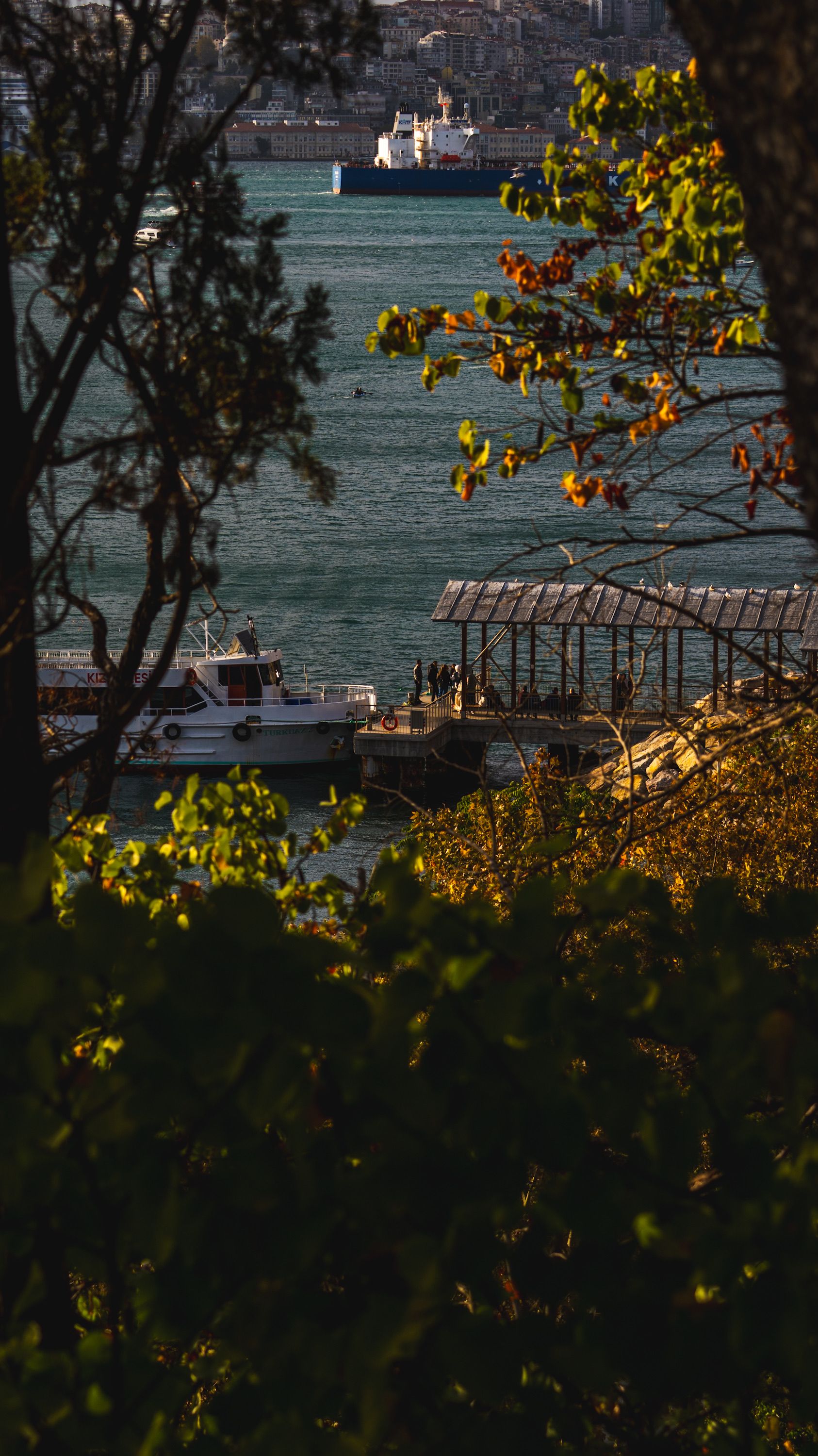 Scenic View of Dock and Boats Through Trees · Free Stock Photo