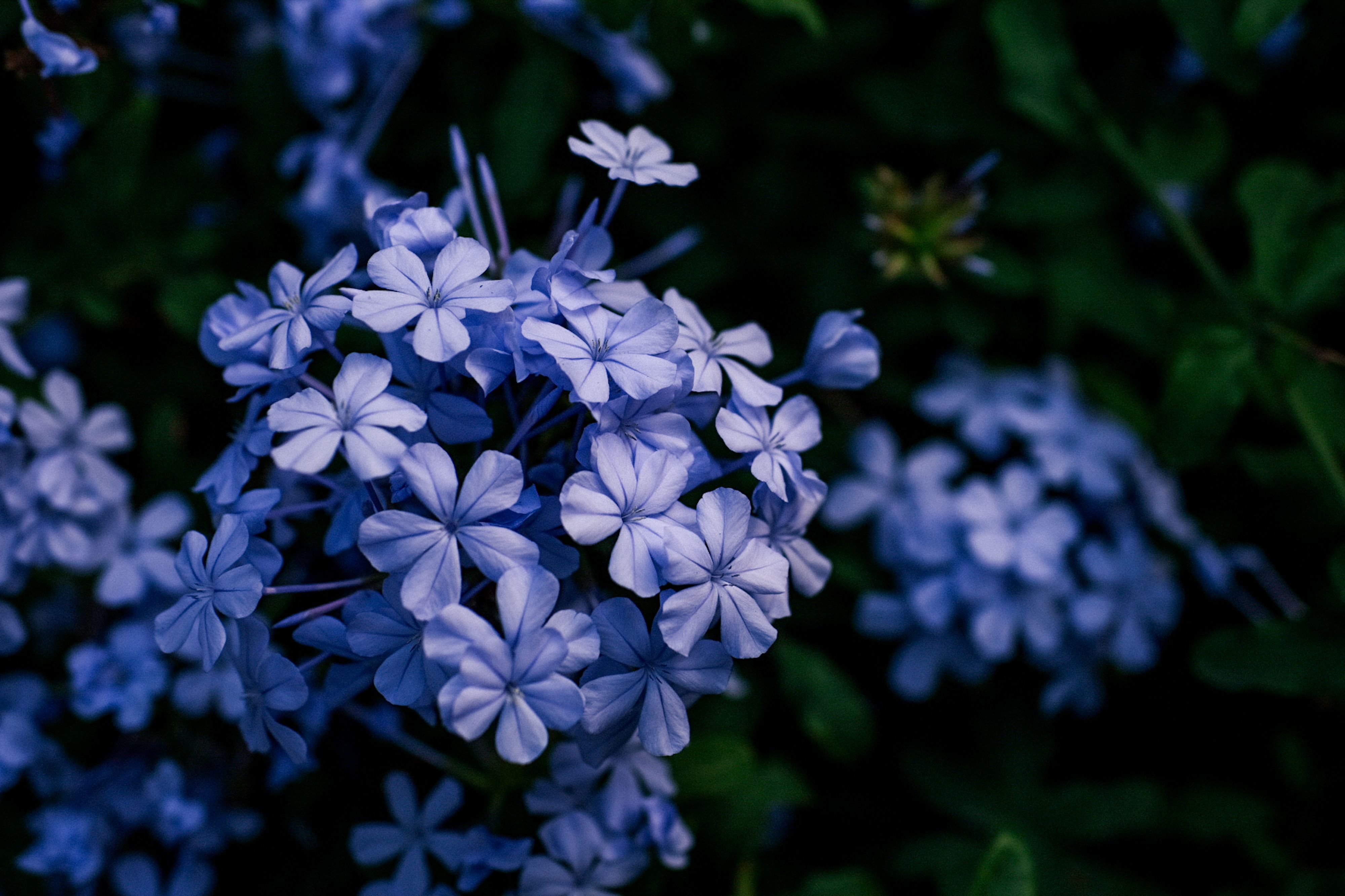 Forget-Me-Not Flowers in Close-up Photography · Free Stock Photo
