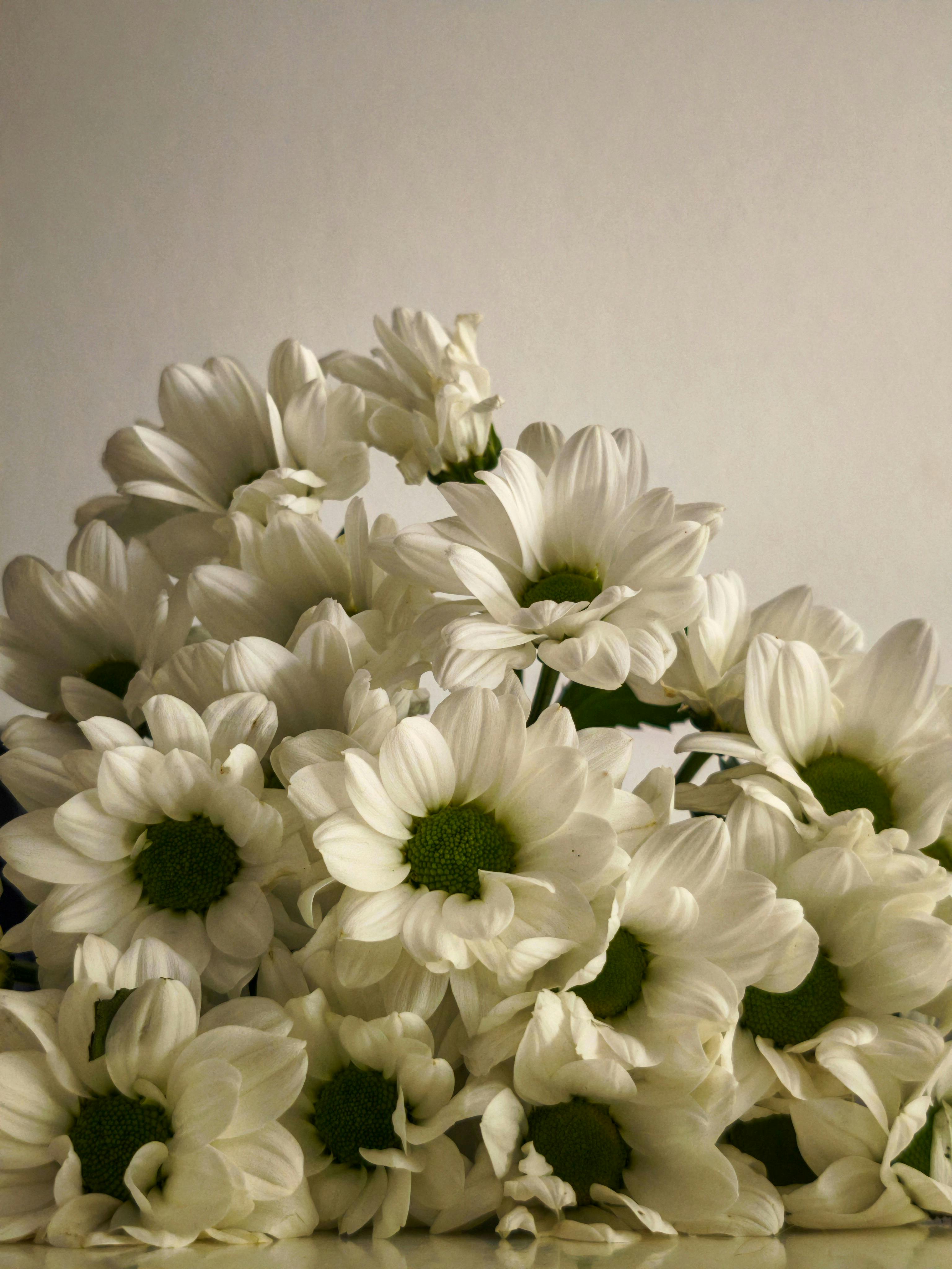 Elegant White Daisies on Neutral Background · Free Stock Photo