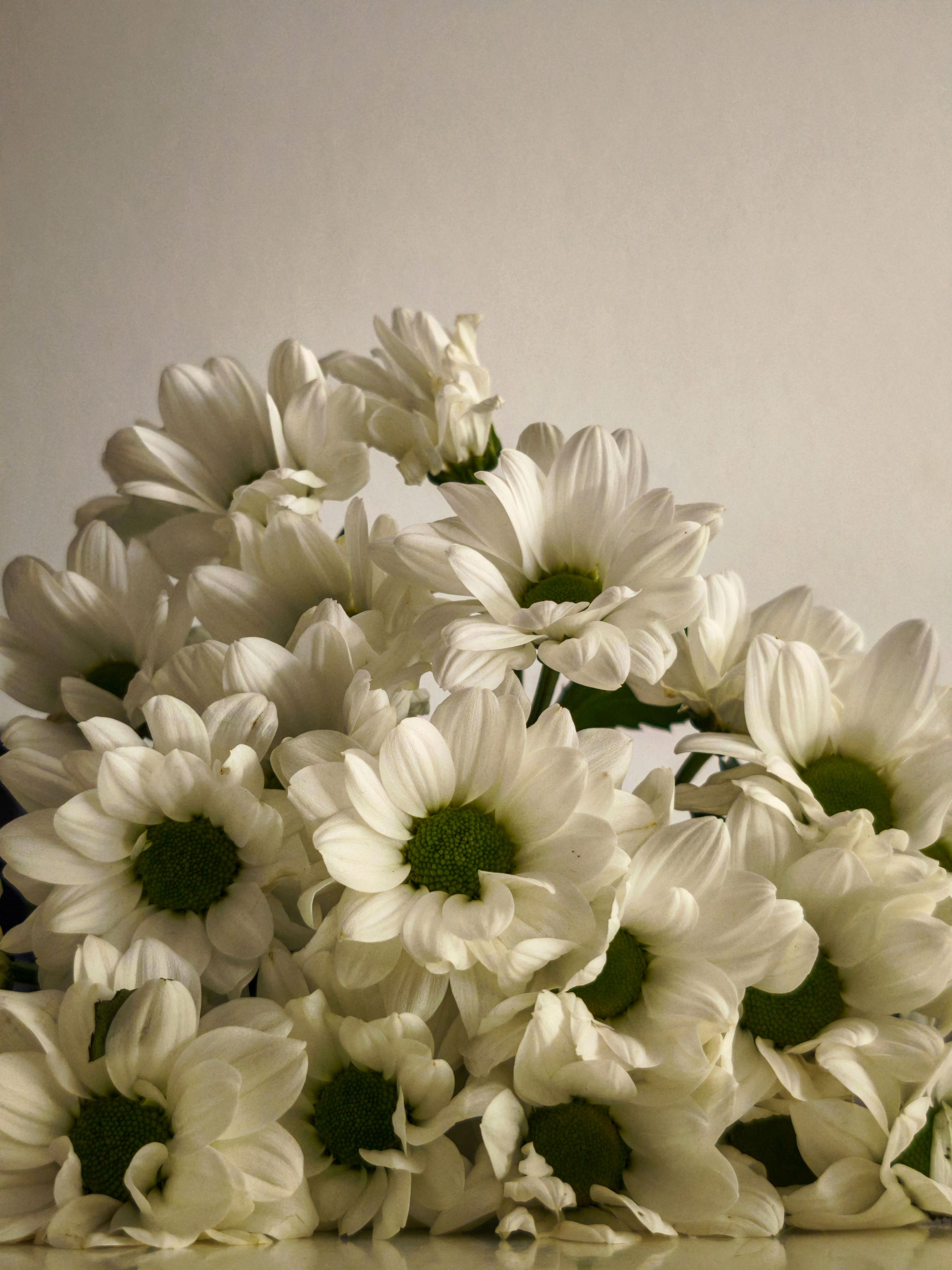 Elegant White Daisies on Neutral Background · Free Stock Photo