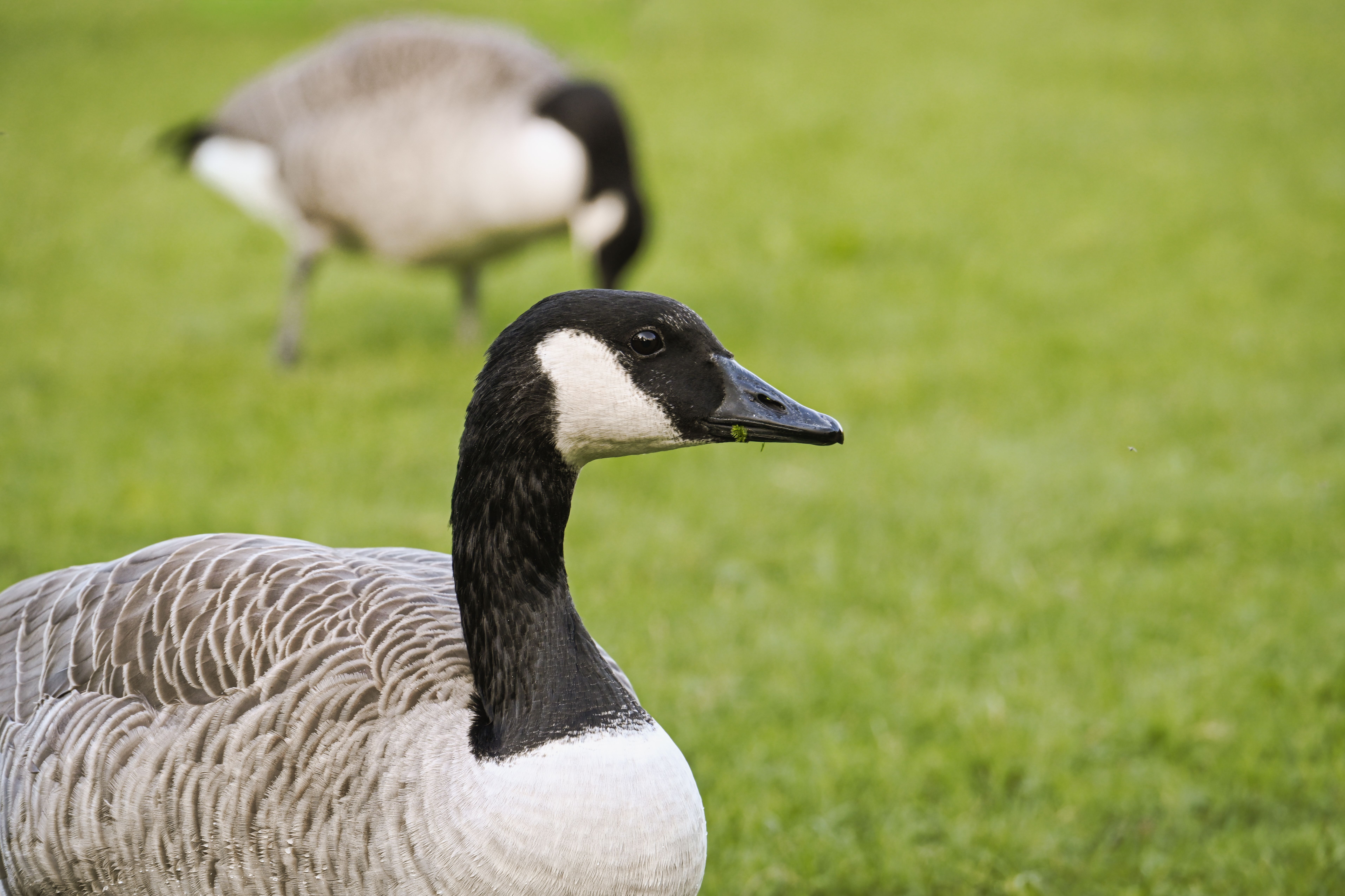 Close-Up of Canada Goose in Green Field · Free Stock Photo