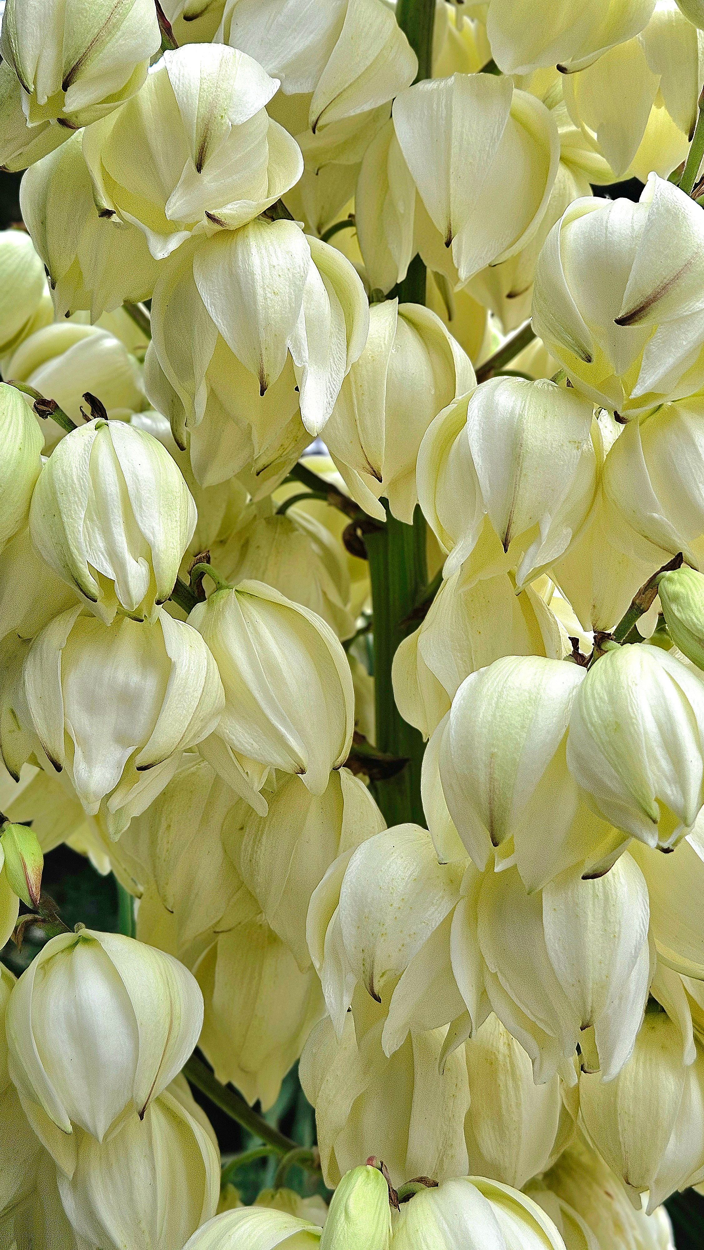 Top View of White Tulips · Free Stock Photo