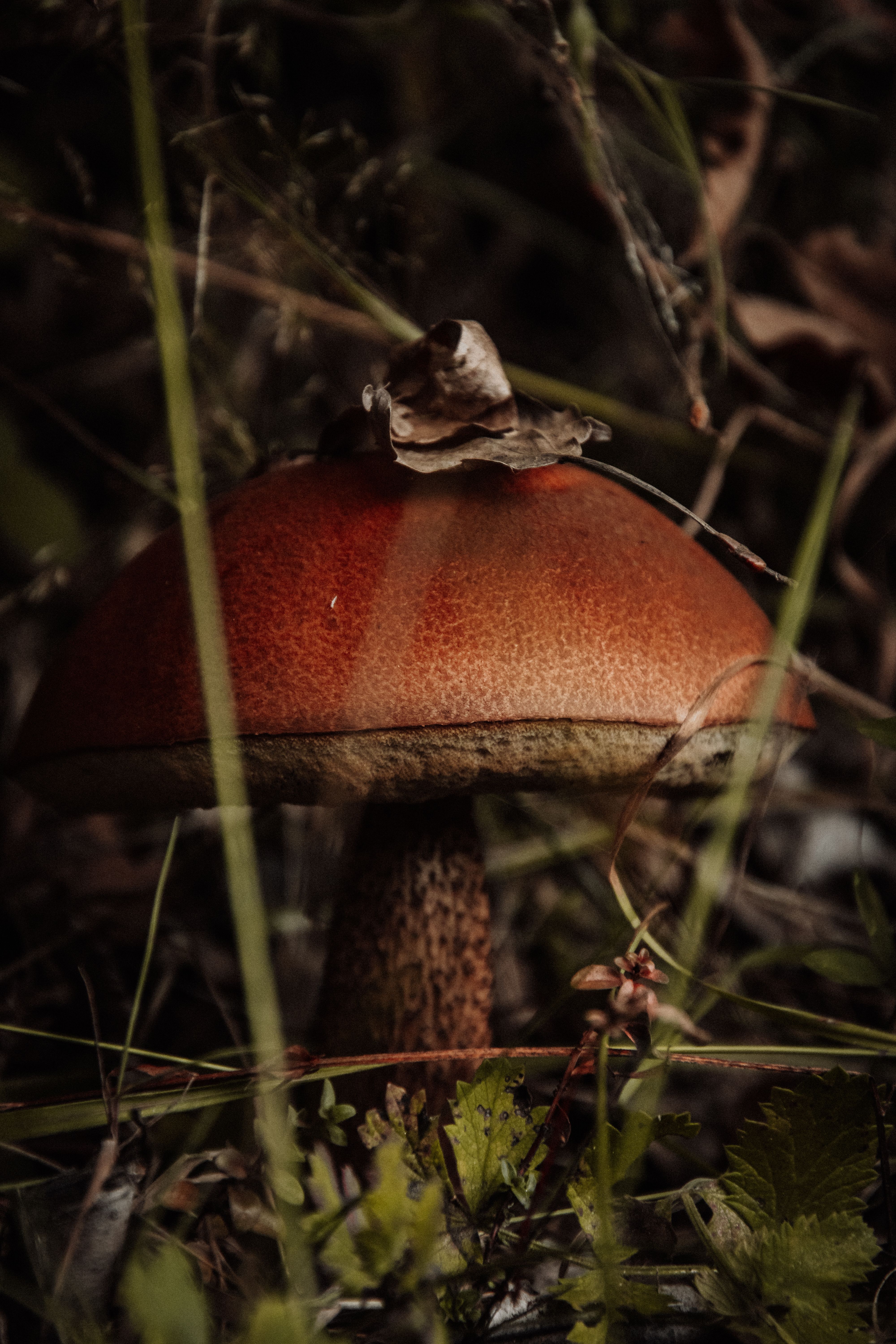 Nature Closeups Photos, Download The BEST Free Nature Closeups Stock ...