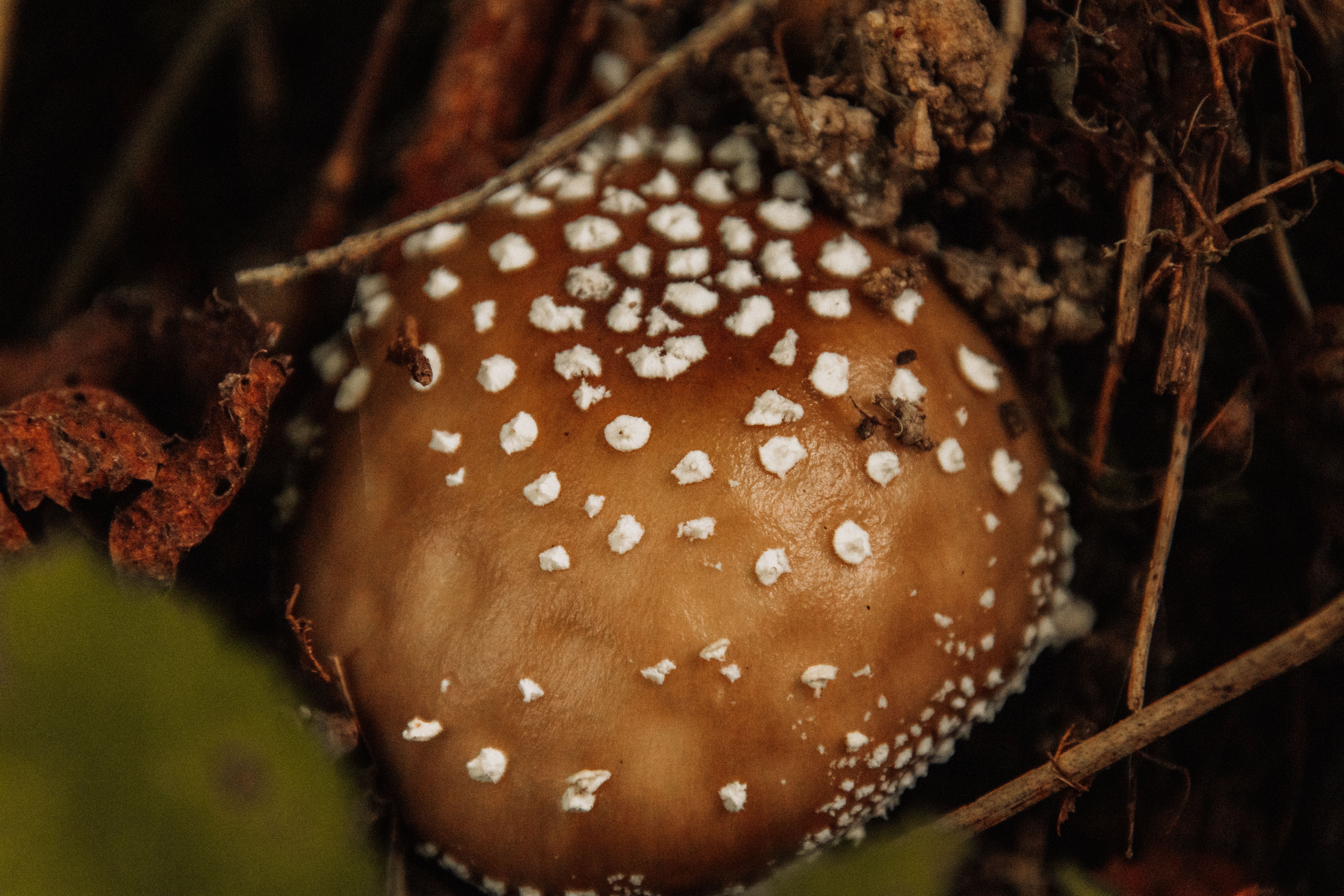White Spots Photos, Download The BEST Free White Spots Stock Photos ...