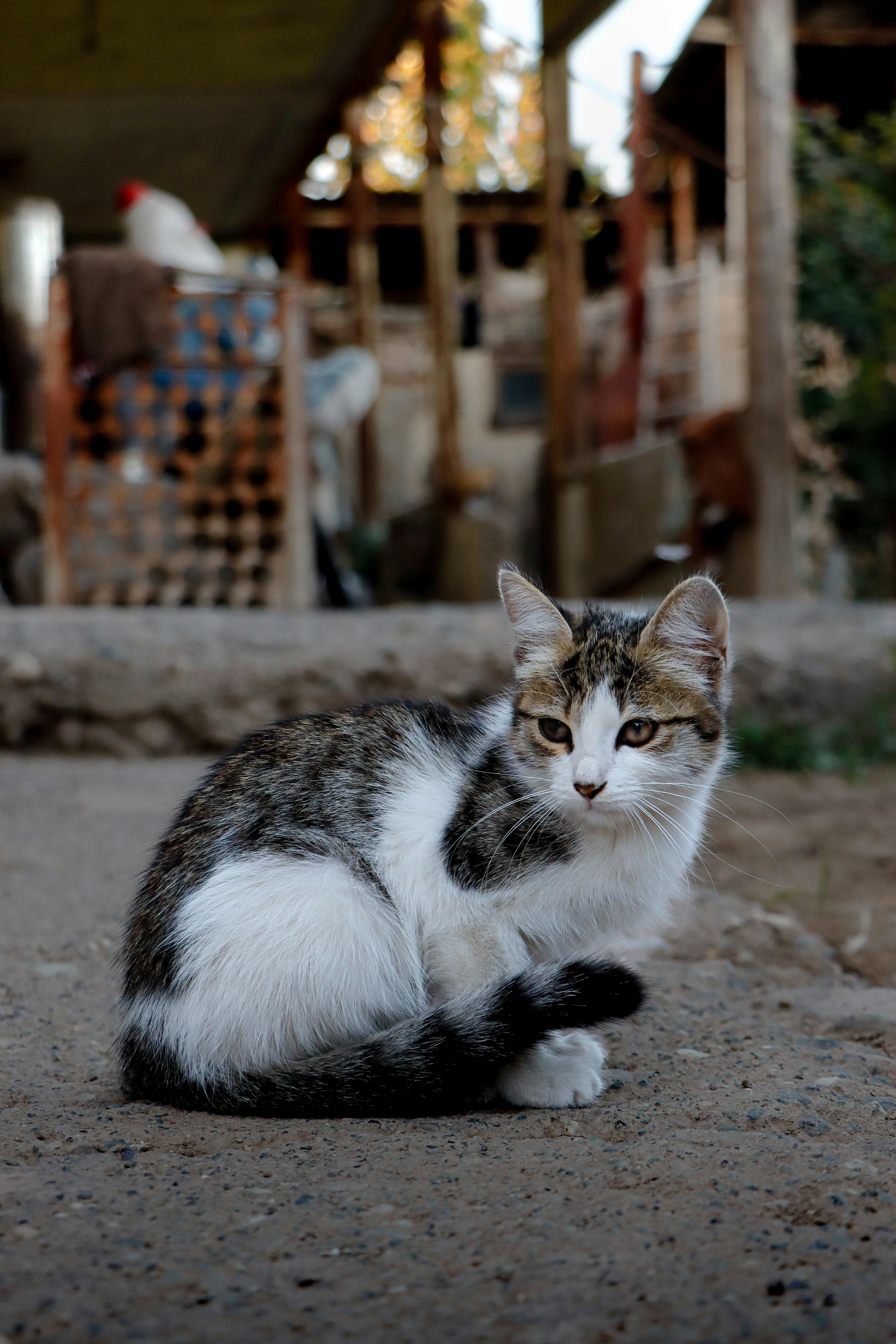 Cat Jpg Photos, Download The BEST Free Cat Jpg Stock Photos & HD Images